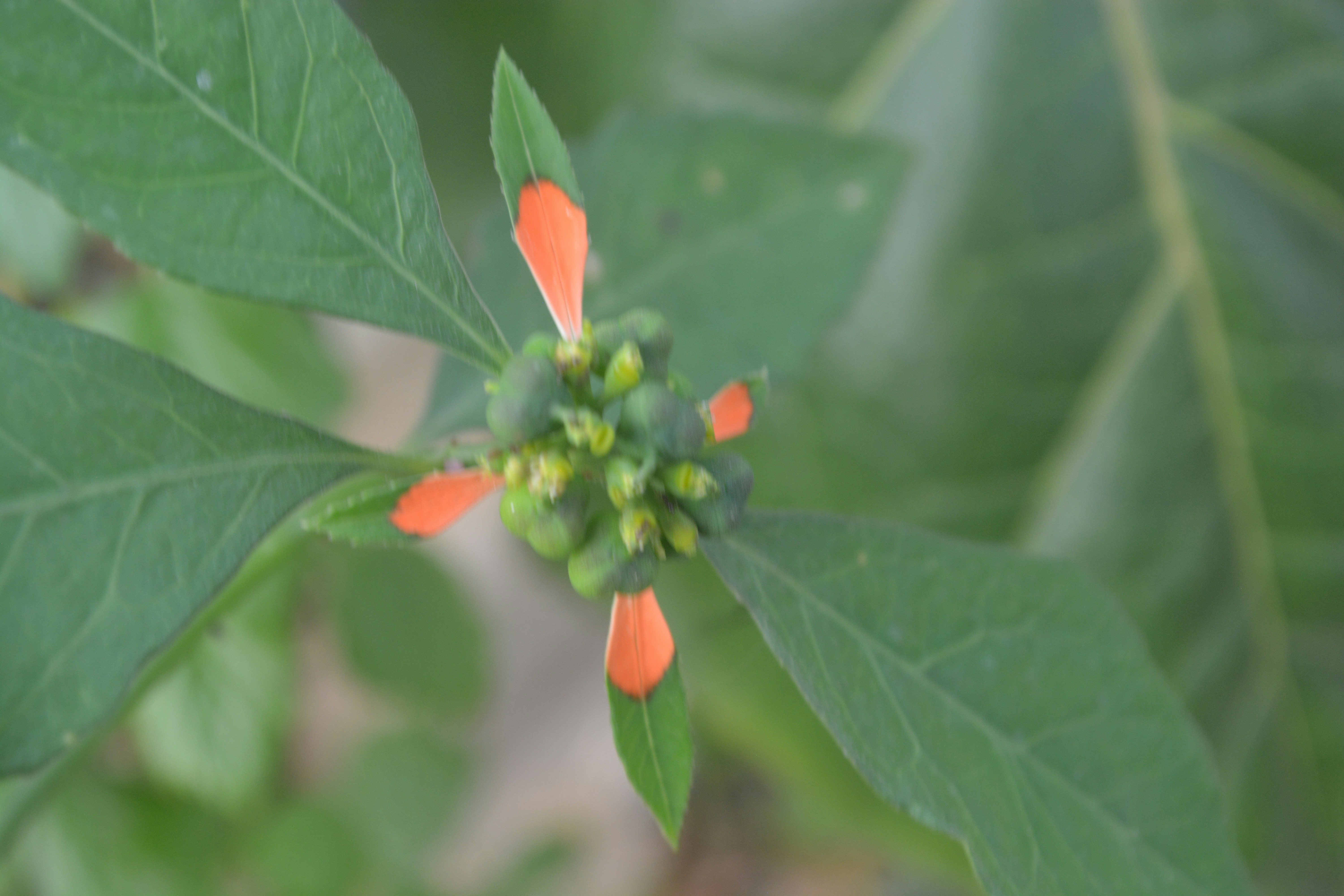 A plant with leaves and flowers photo – Free Leaf Image on Unsplash
