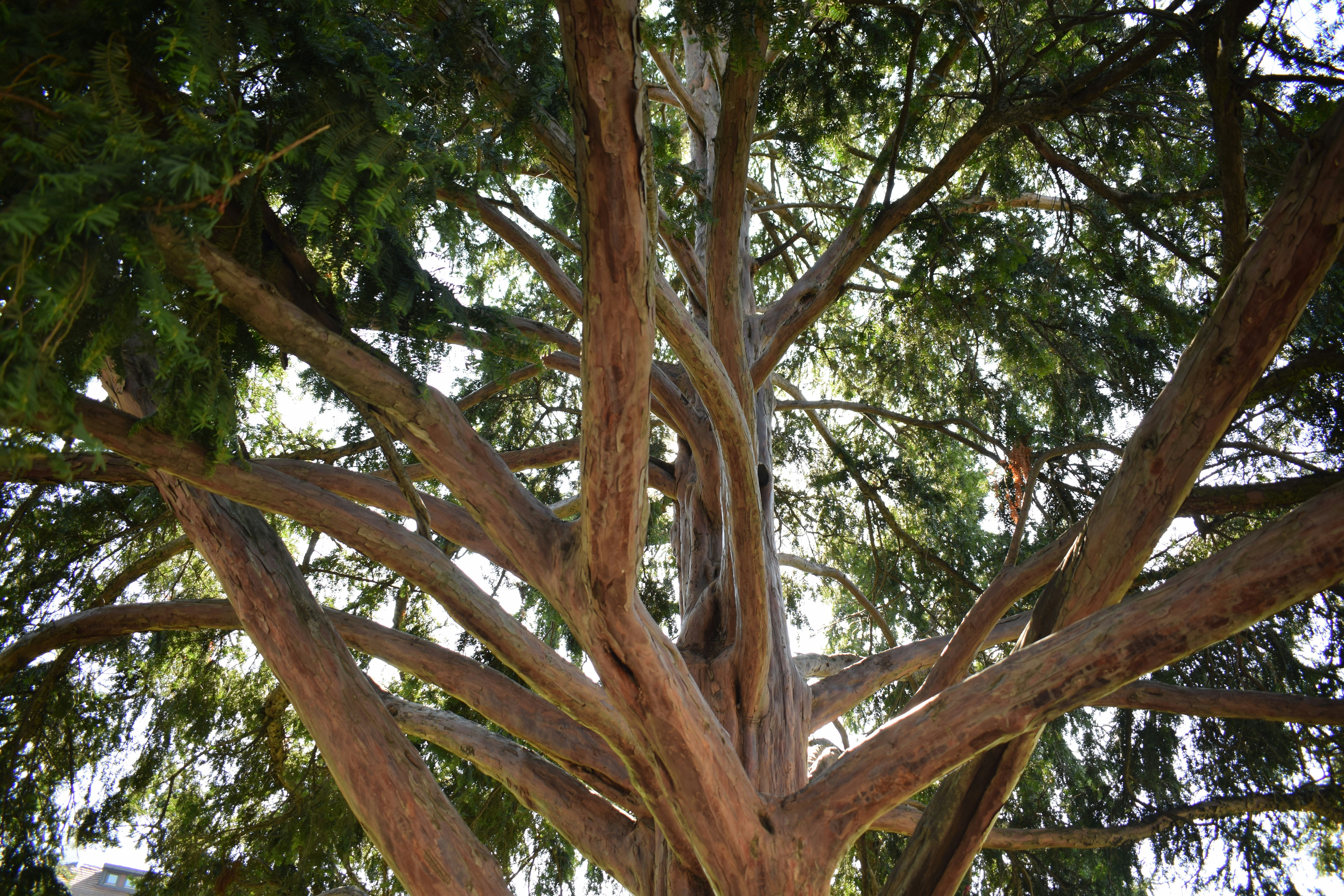 Foto Un árbol con muchas ramas – Imagen Árbol gratis en Unsplash