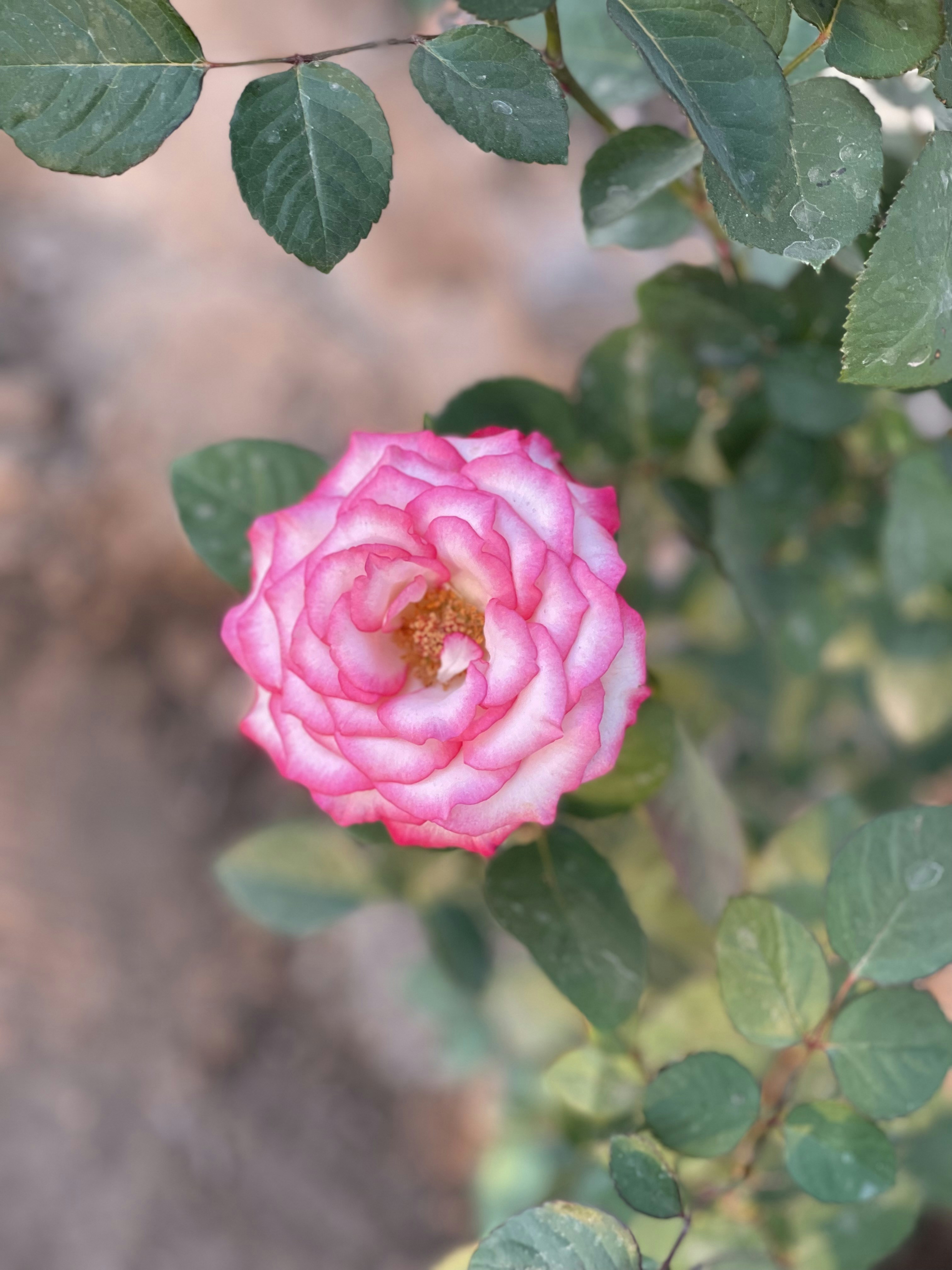 Center-Stage Pink Rose Framed by Quiet Greenery