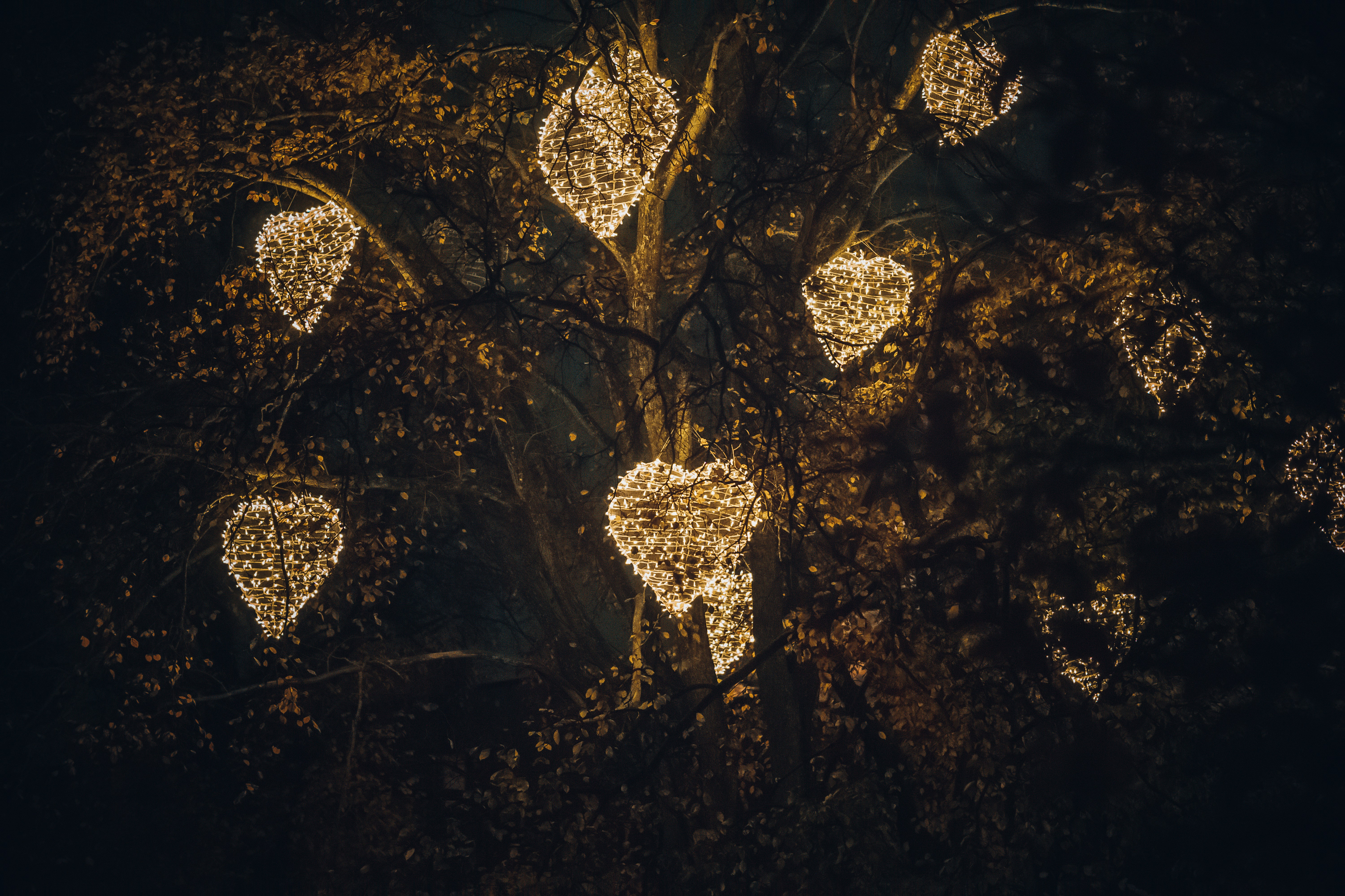 Glowing Hearts Amidst Autumn Branches