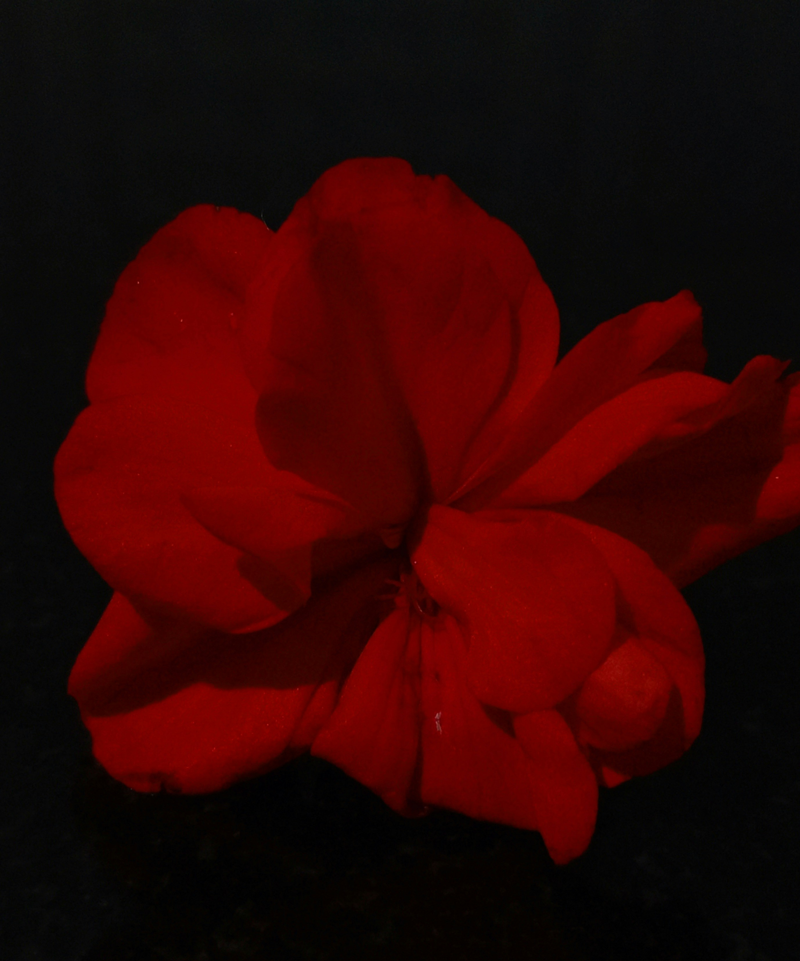 A red flower with a dark background