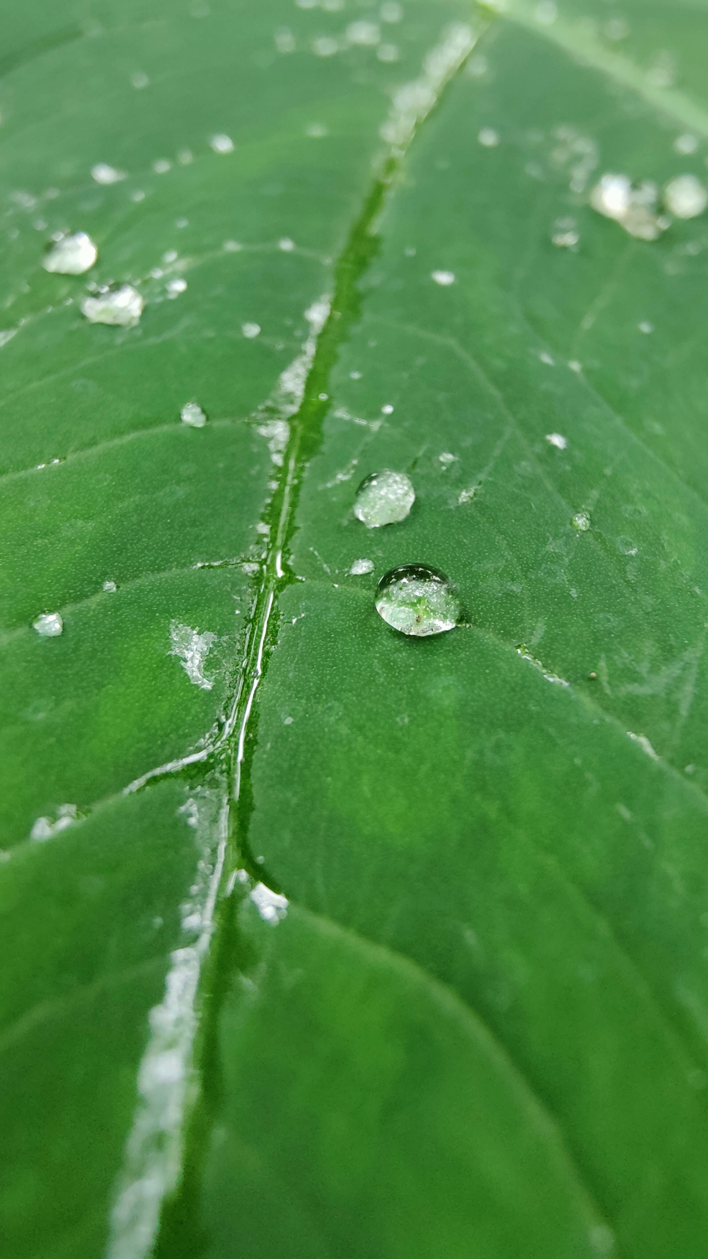 water droplets on a leaf