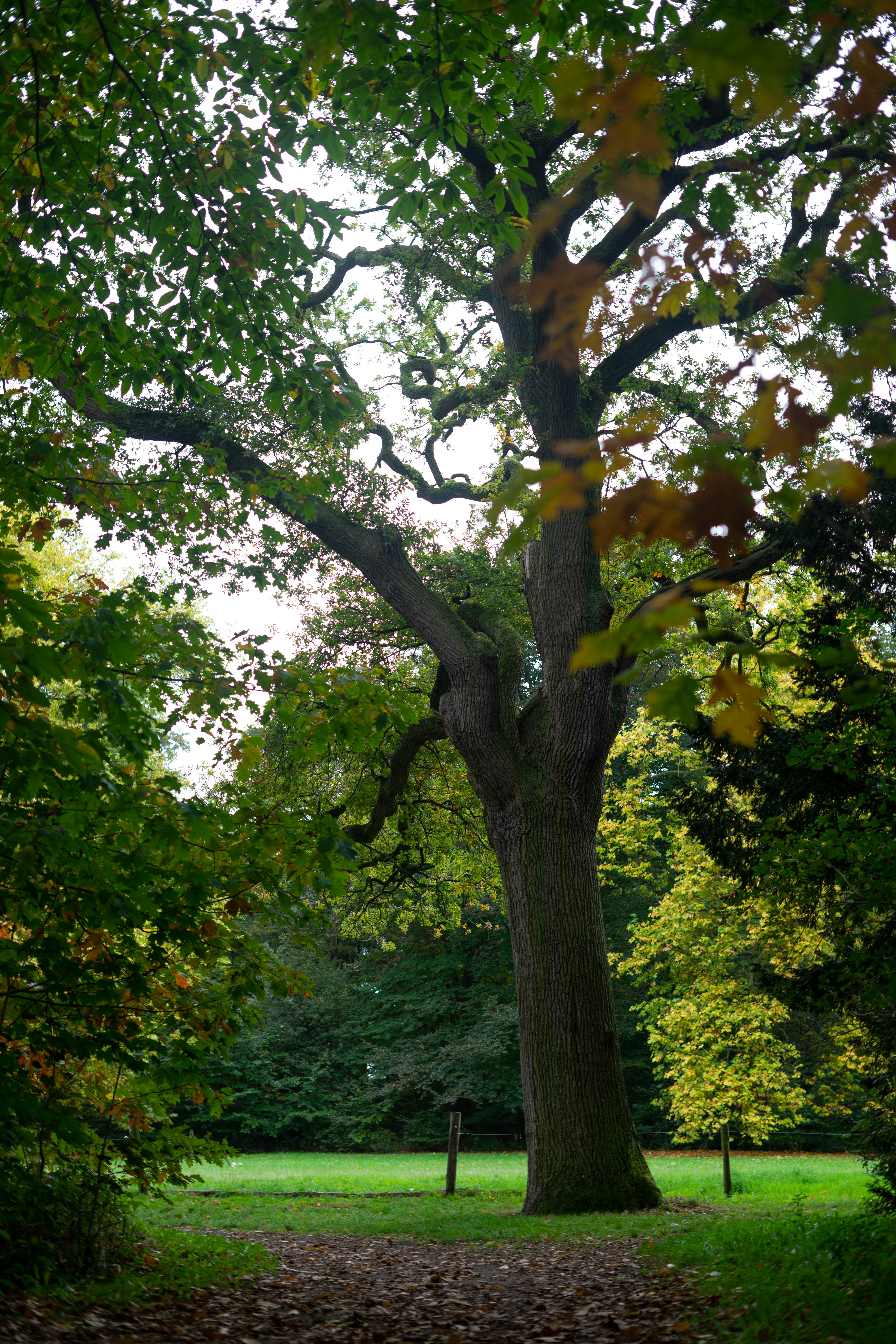 Majestic tree framed by vibrant autumn foliage, standing tall amidst a serene green backdrop.