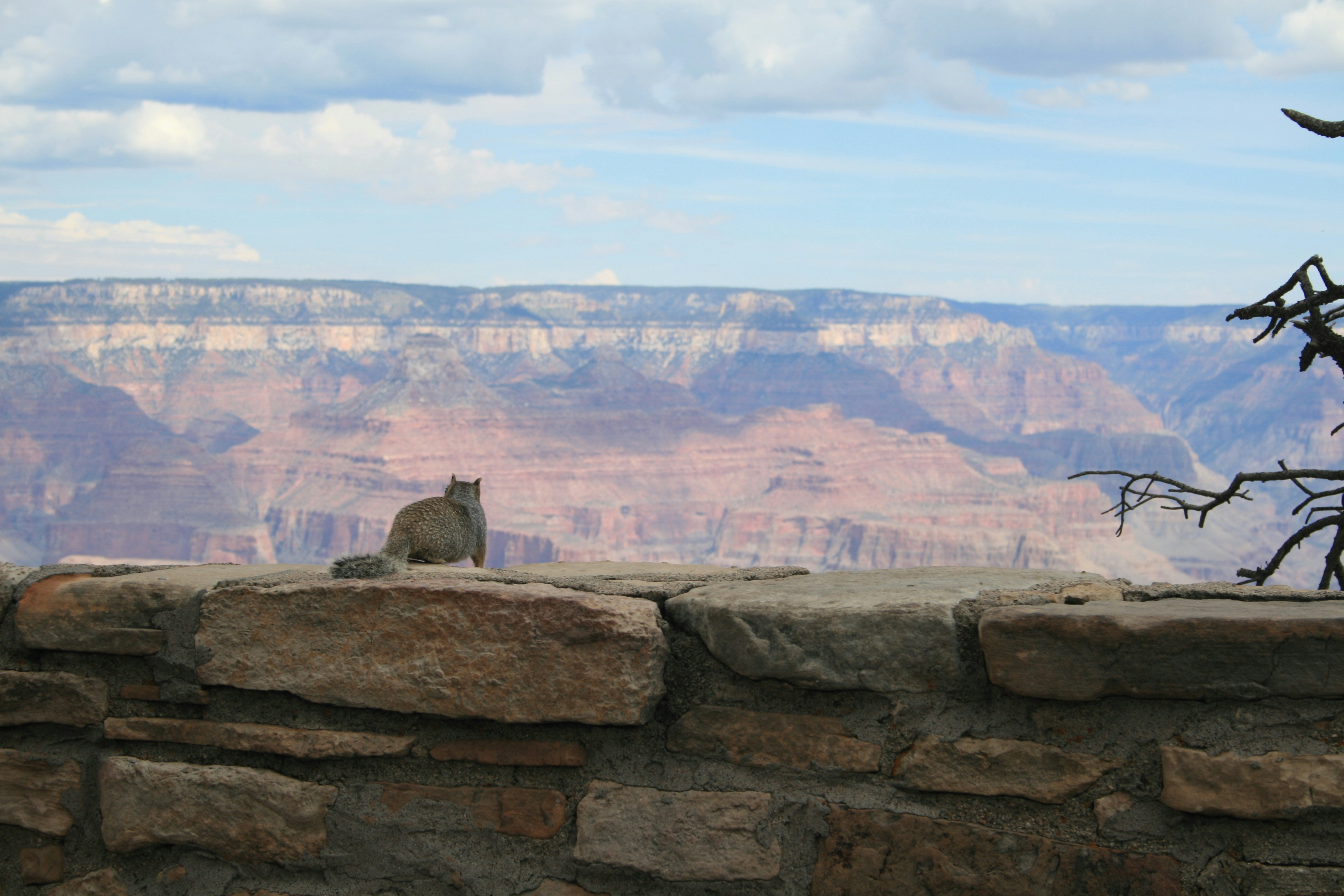 Cat on a Stone Ledge Over a Grand Canyon Vista