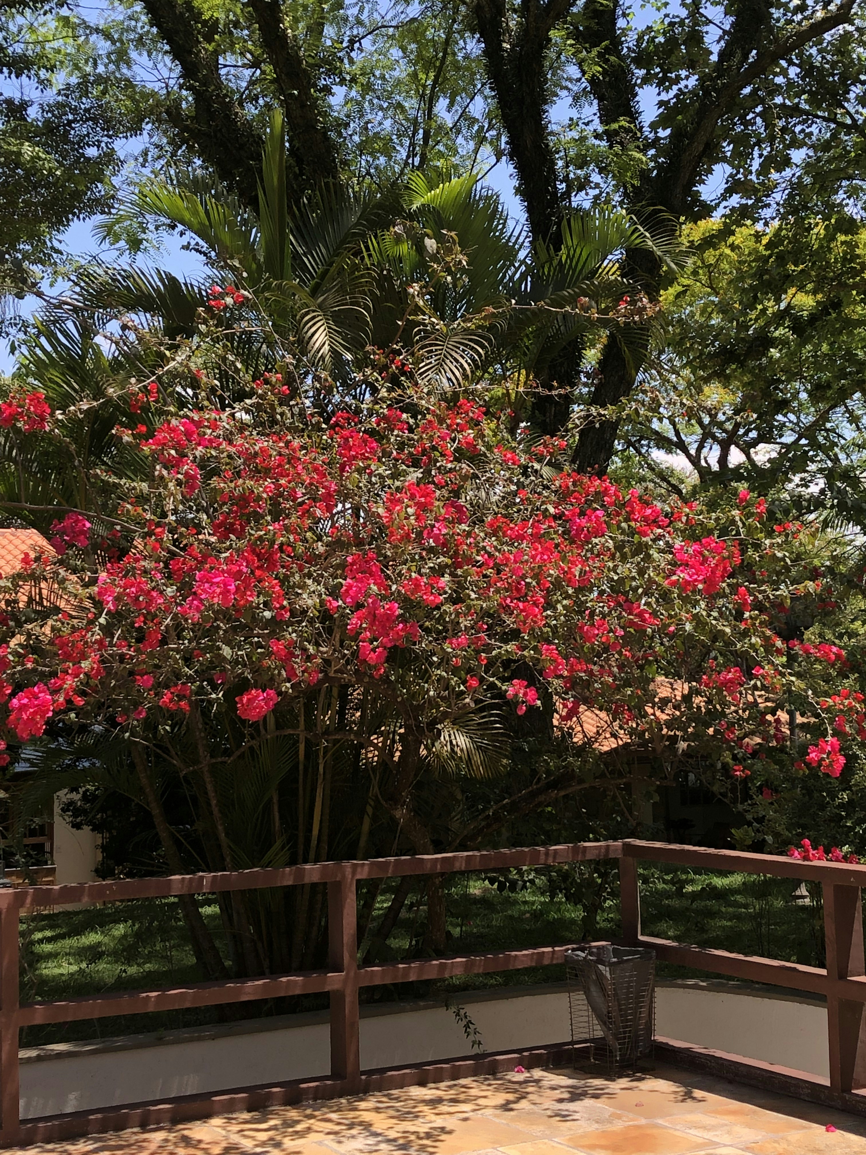 Bougainvillea flowers in full bloom, surrounded by tropical foliage and a wooden railing. The scene captures a serene outdoor setting.