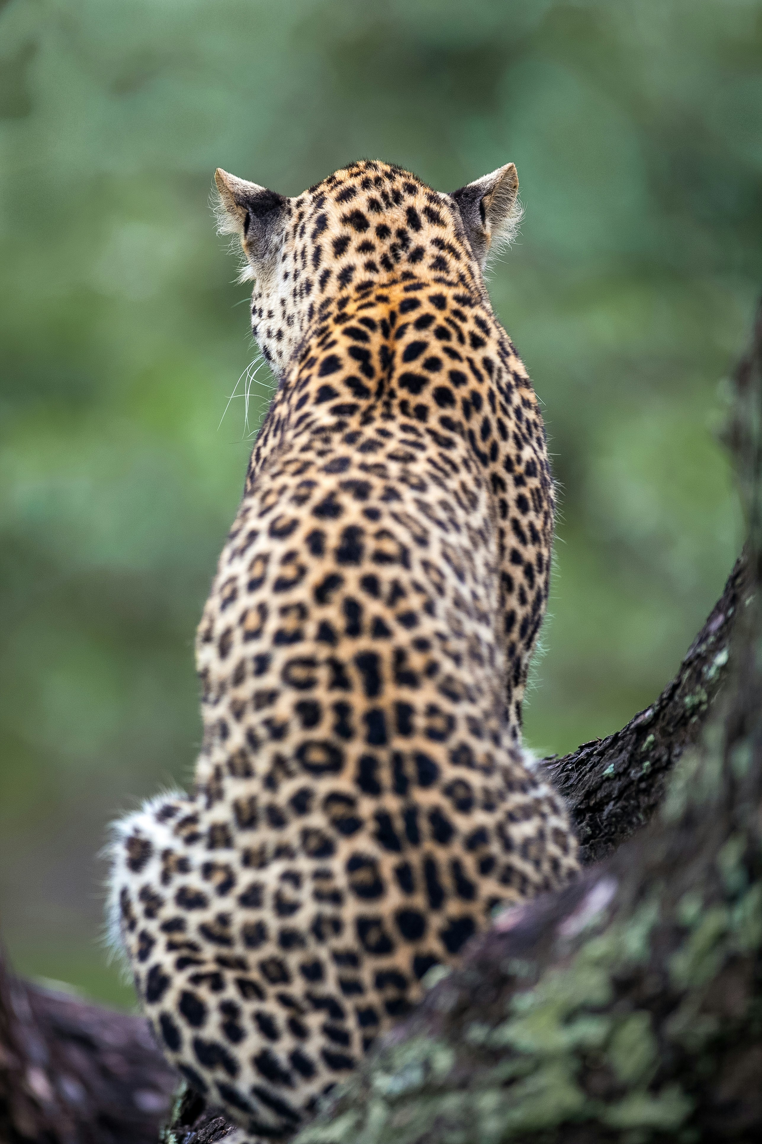 Leopard's Backward Gaze: Quiet Sentinel on a Mossy Branch