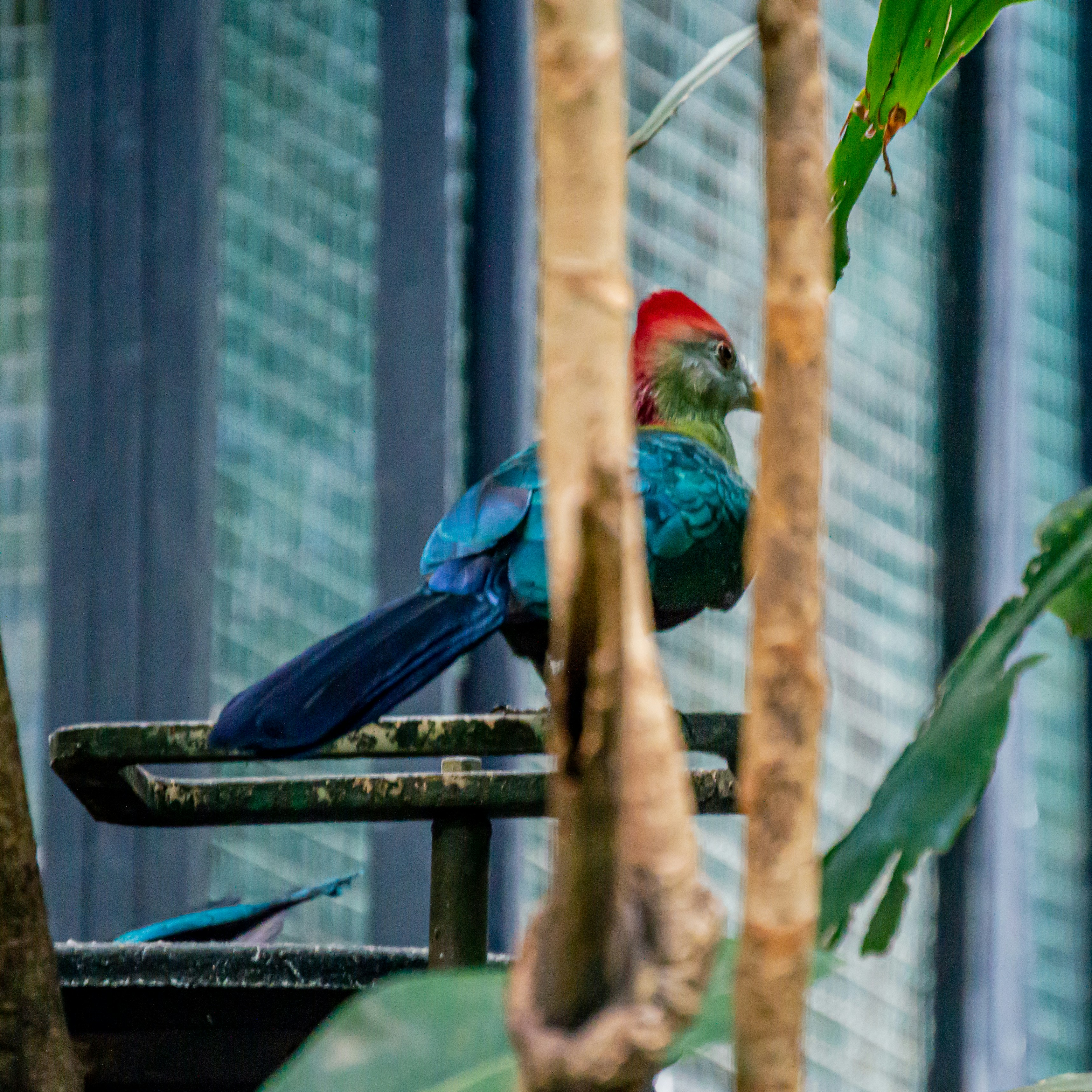Crimson Crest among Green Lattice: A Blue-Feathered Emergence