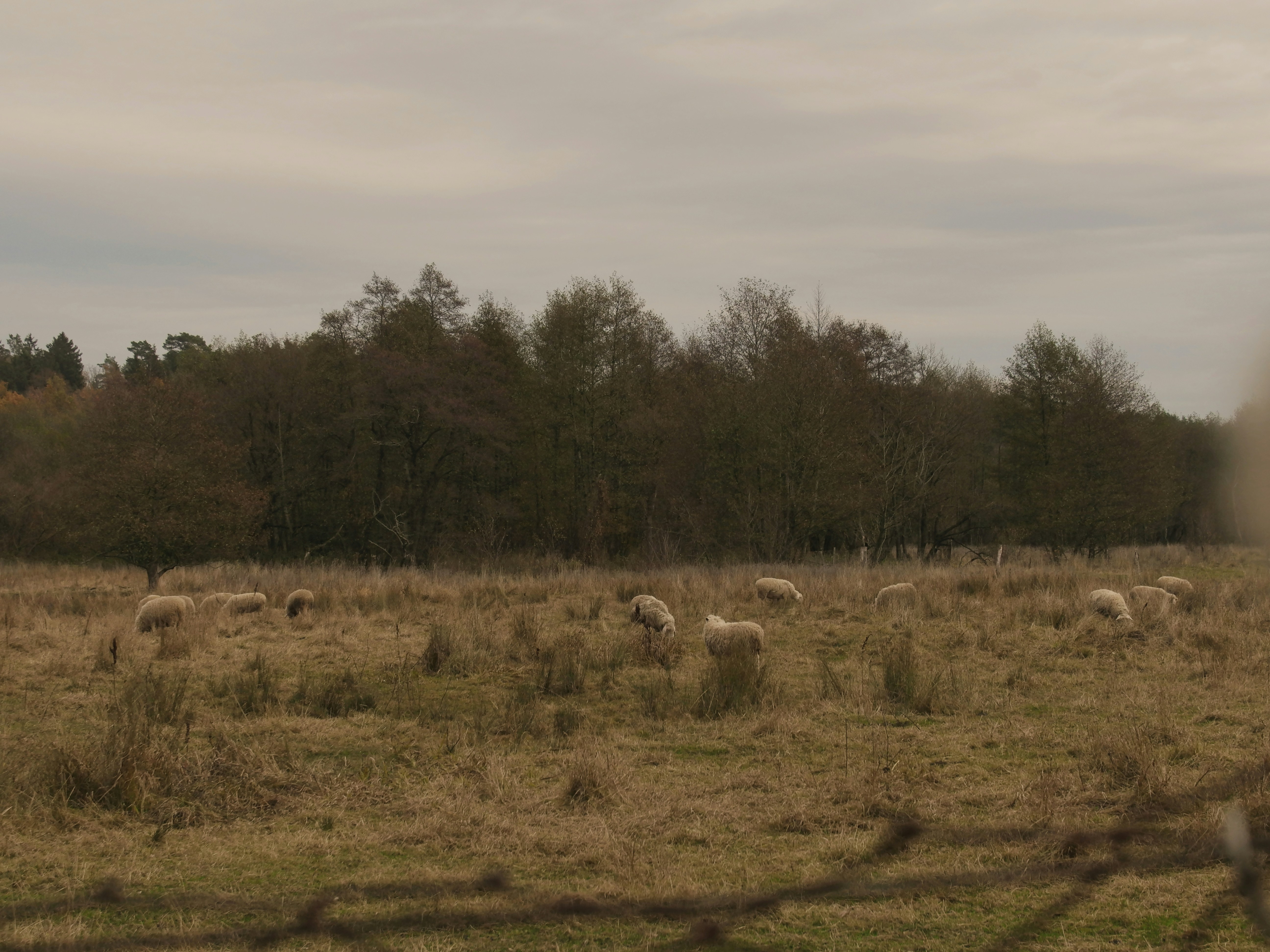 Fields of sheep grazing under a muted, overcast sky with a distant tree line; the scene emphasizes pastoral calm and rural texture. This is a naturalistic landscape capture.