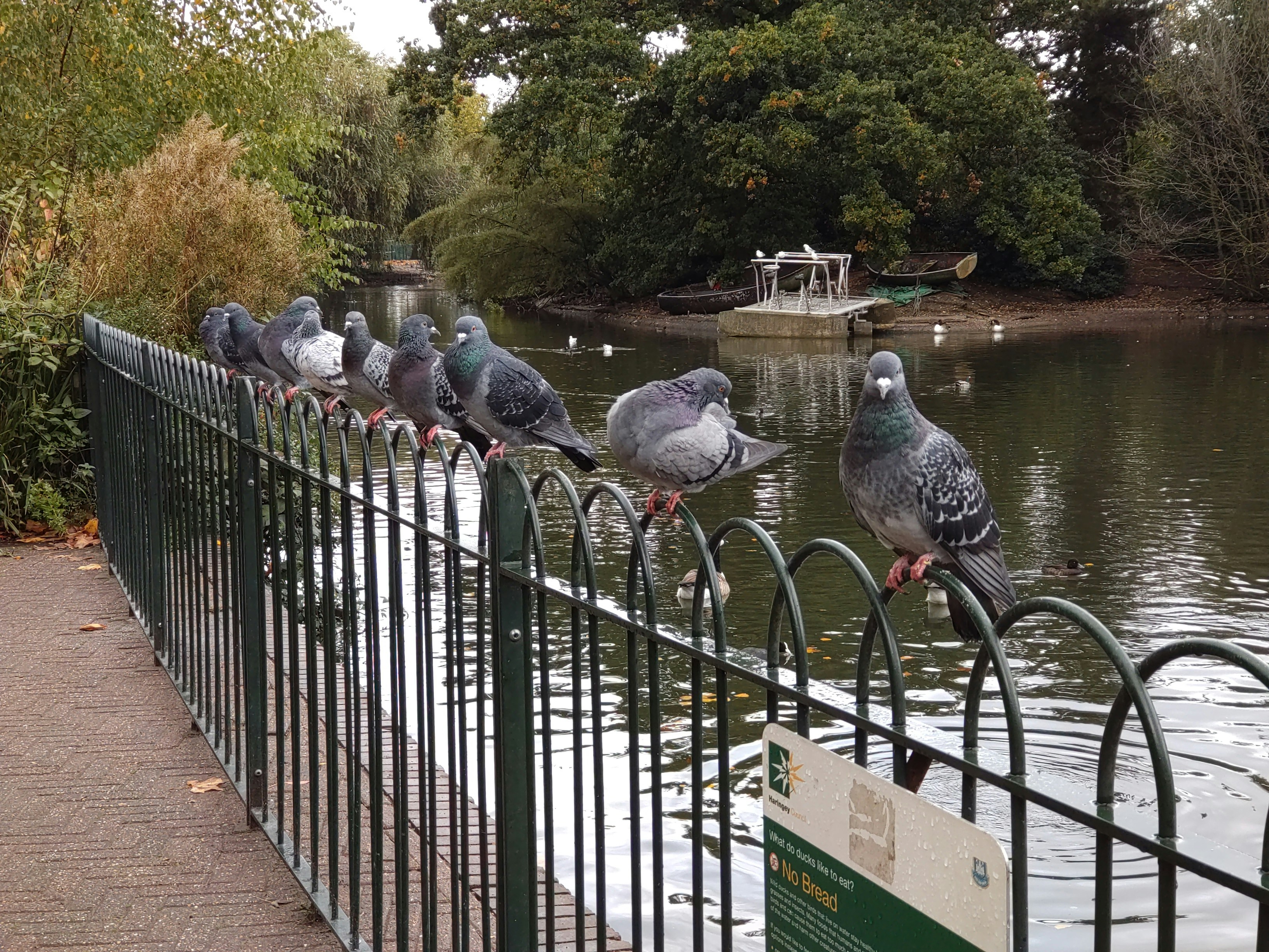Pigeons perched on a metal railing along a pond in a park, with trees and a small boat in the background.
