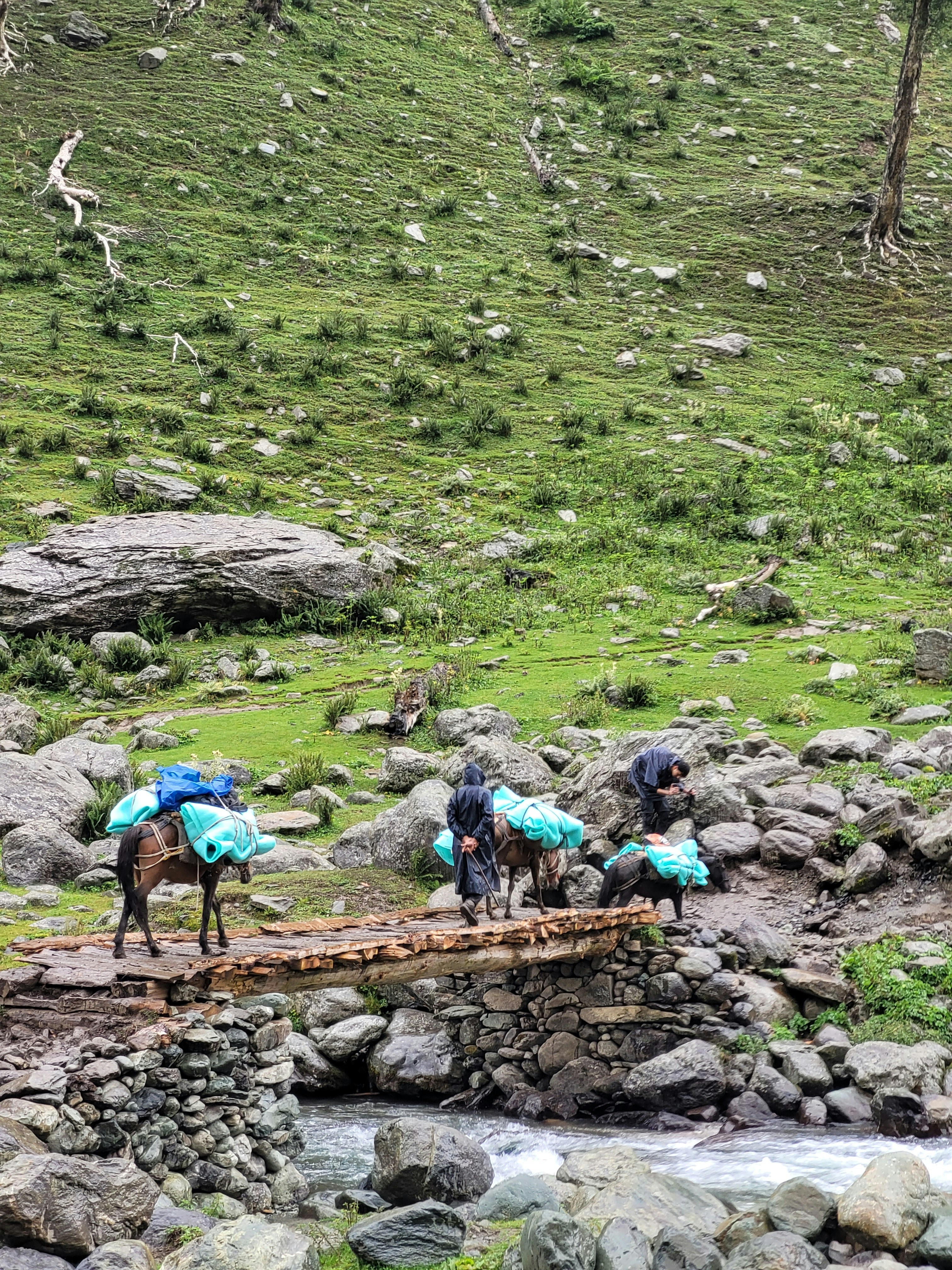 Pack Males Crossing a Mossy Stream: A Rugged Highland Trek
