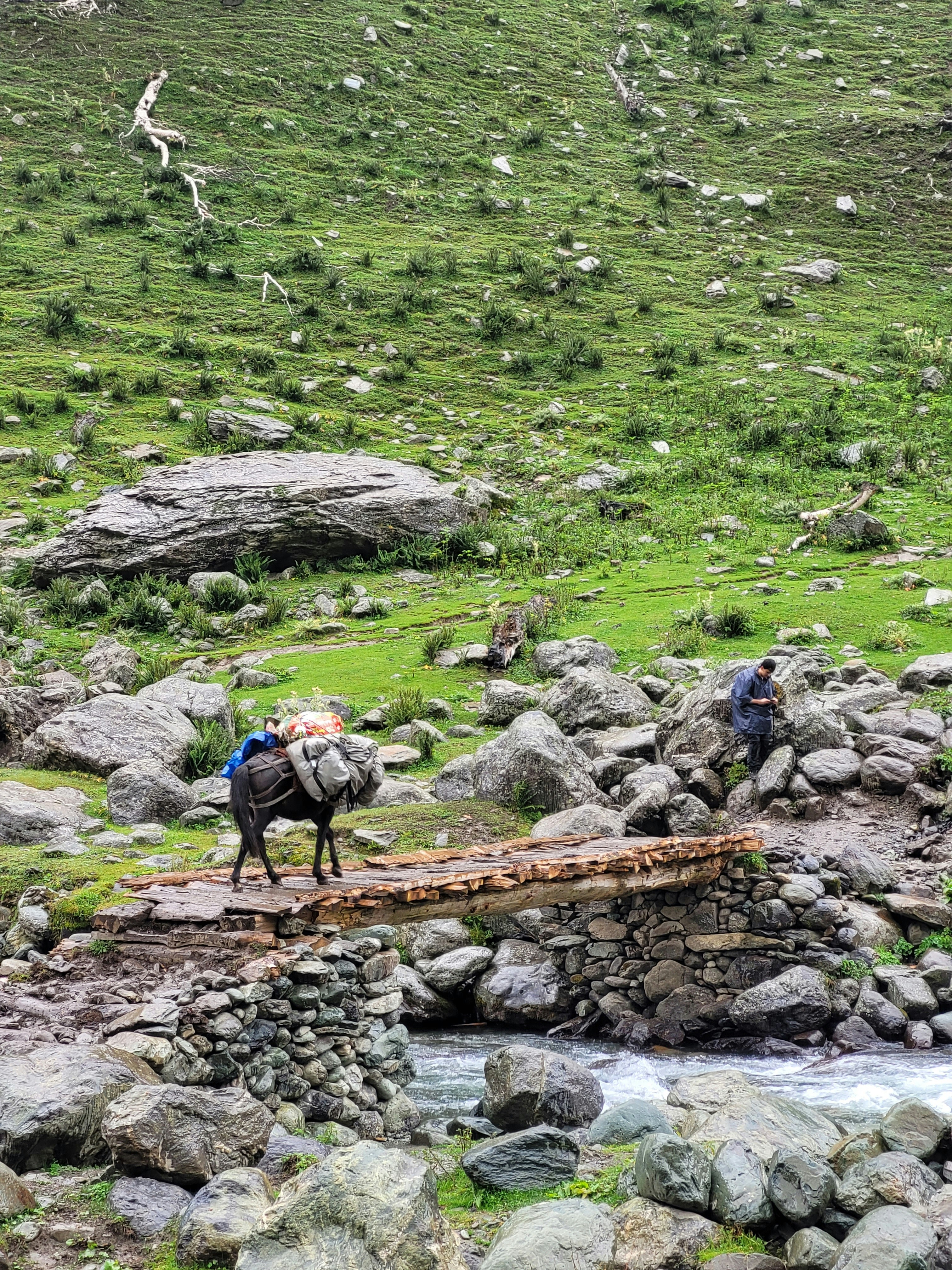 Pack Mule Crossing a Stone Bridge Over a Verdant Alpine Stream