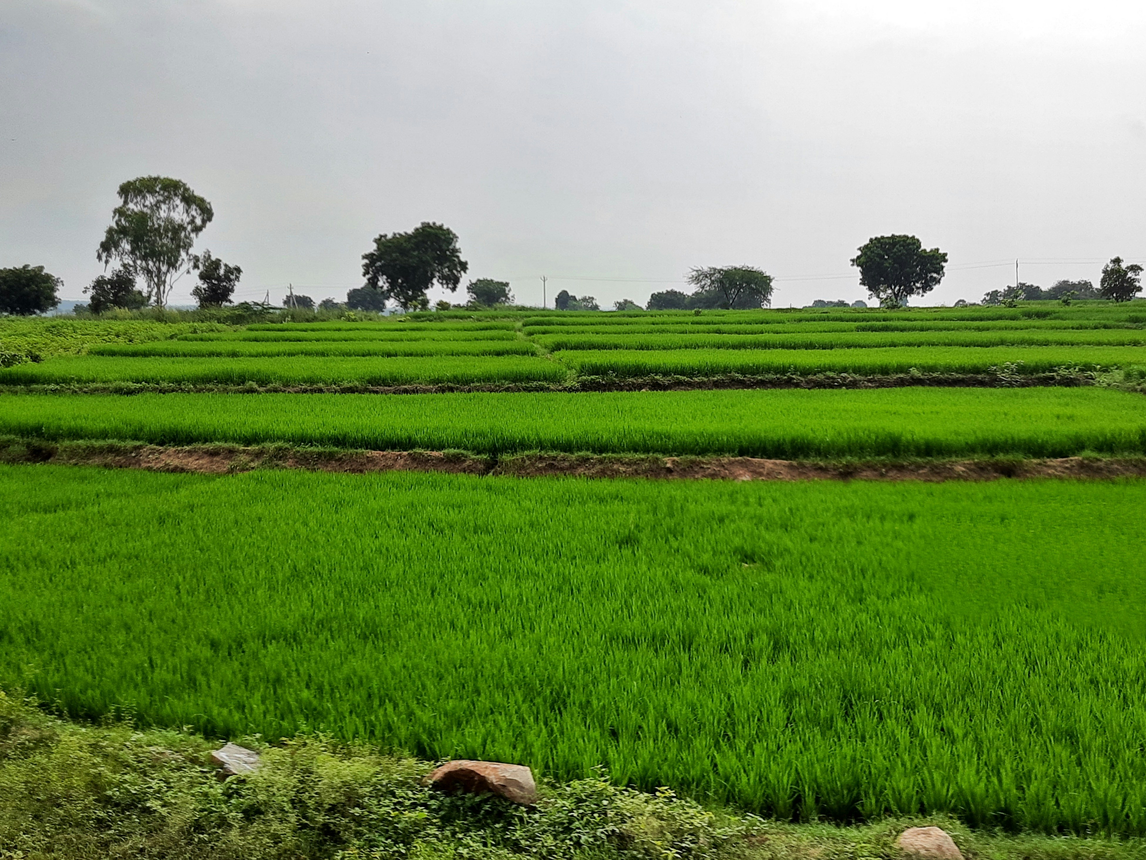 Lush green rice fields stretch across the landscape under a cloudy sky, showcasing the beauty of rural farming life.