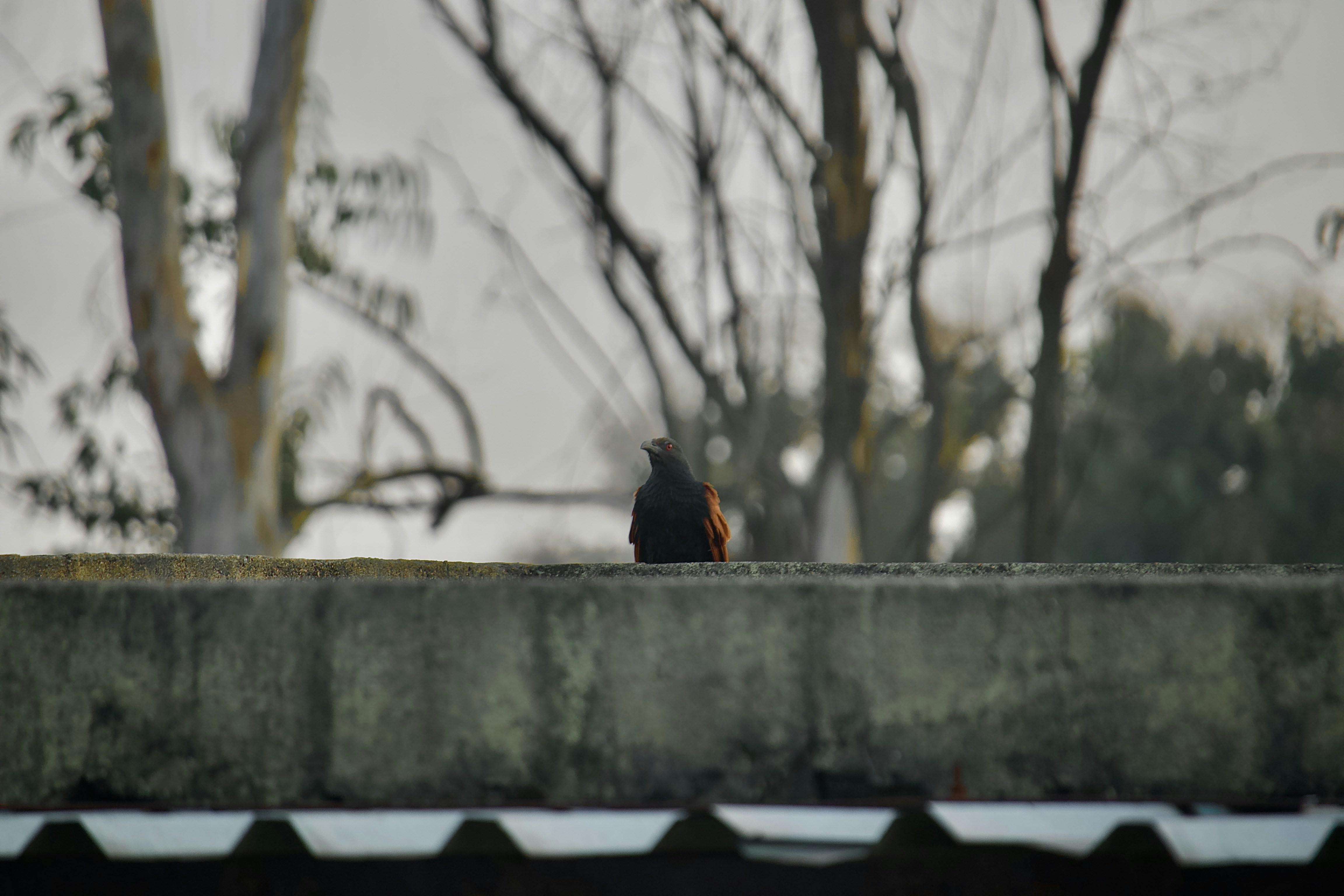 Rook on a sunlit ledge: a lone bird with a rust-orange collar
