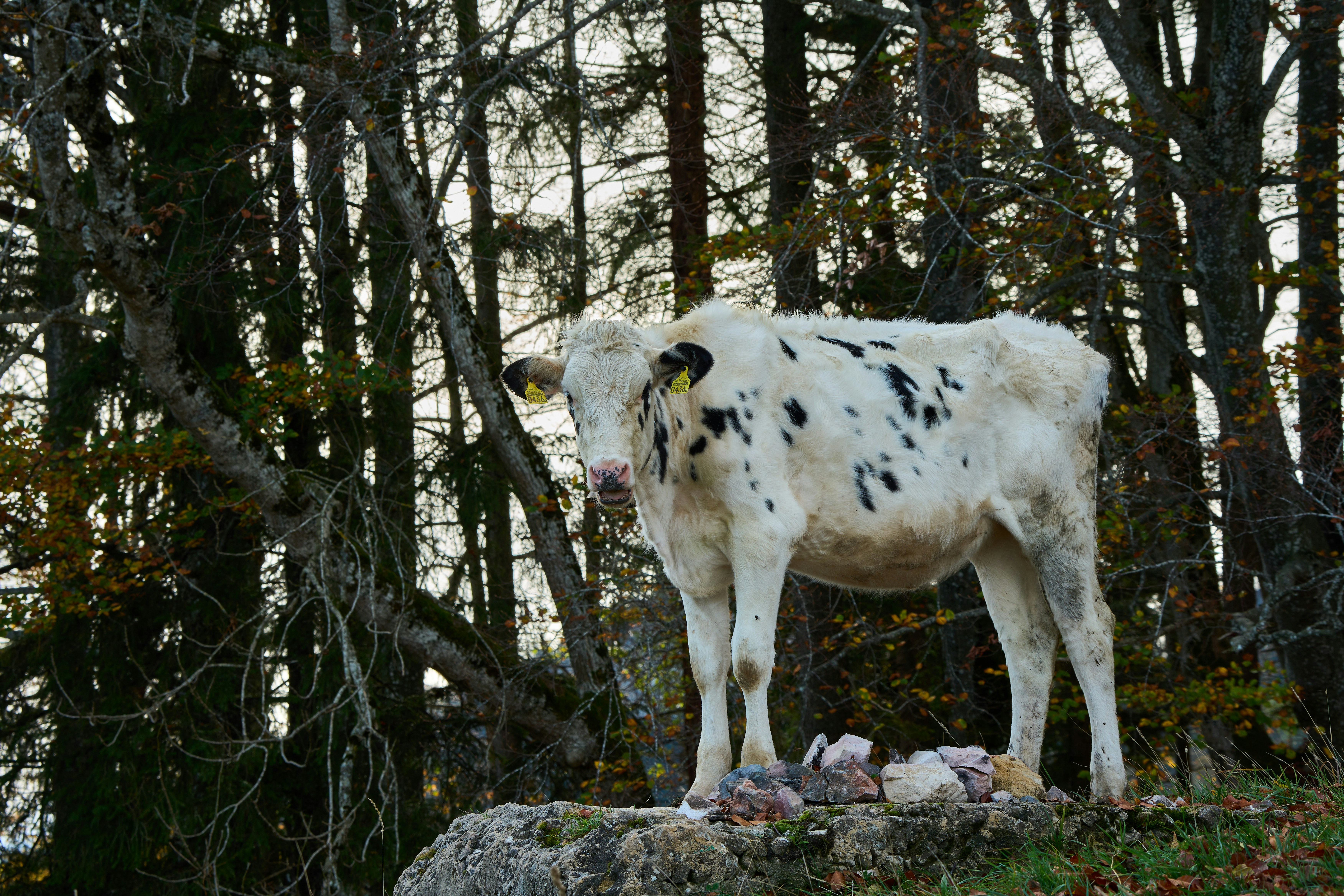 Una vaca parada sobre una roca foto – Imagen de Animal gratuita en Unsplash