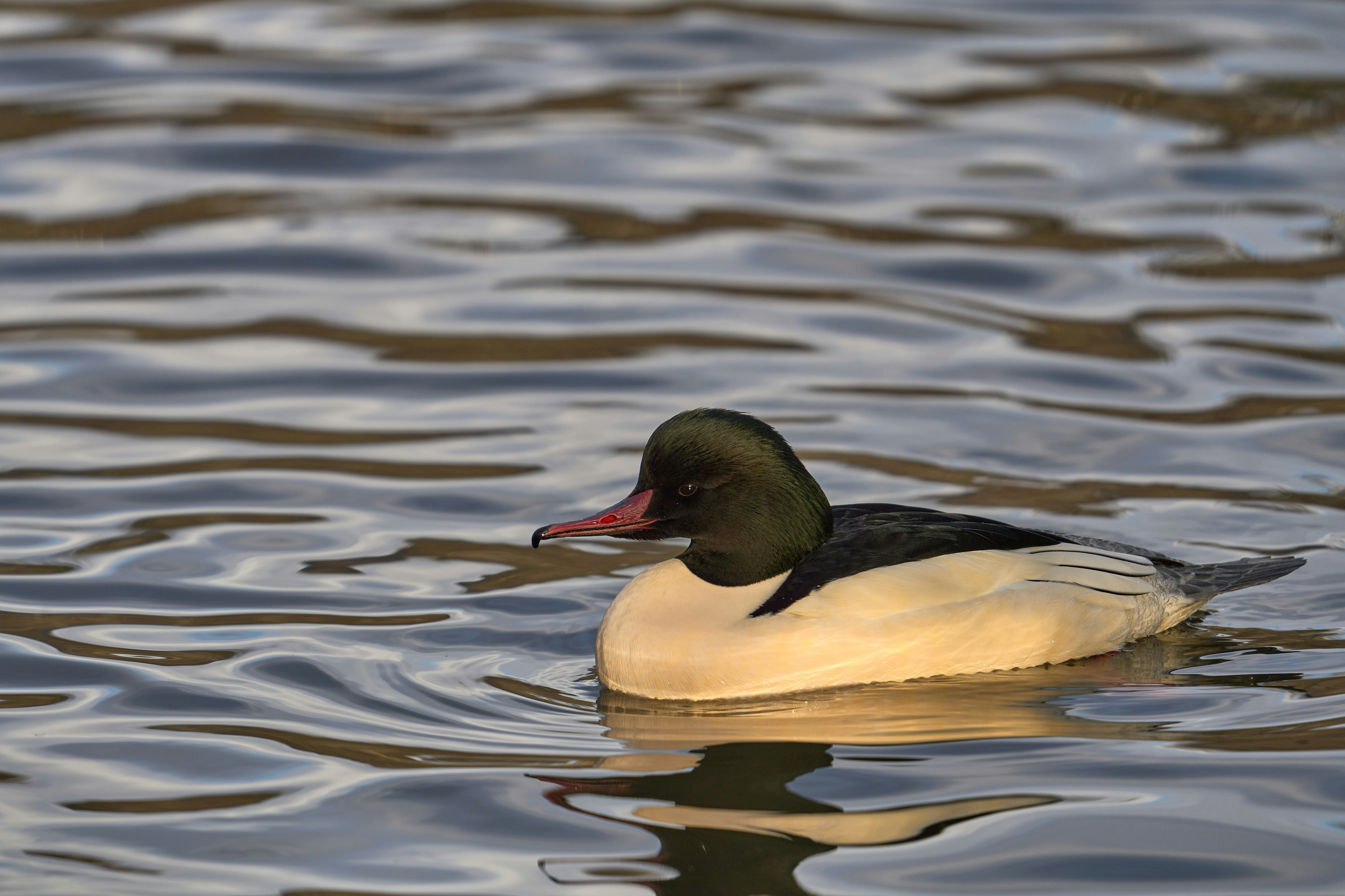 A duck swimming in water photo – Free Animal Image on Unsplash