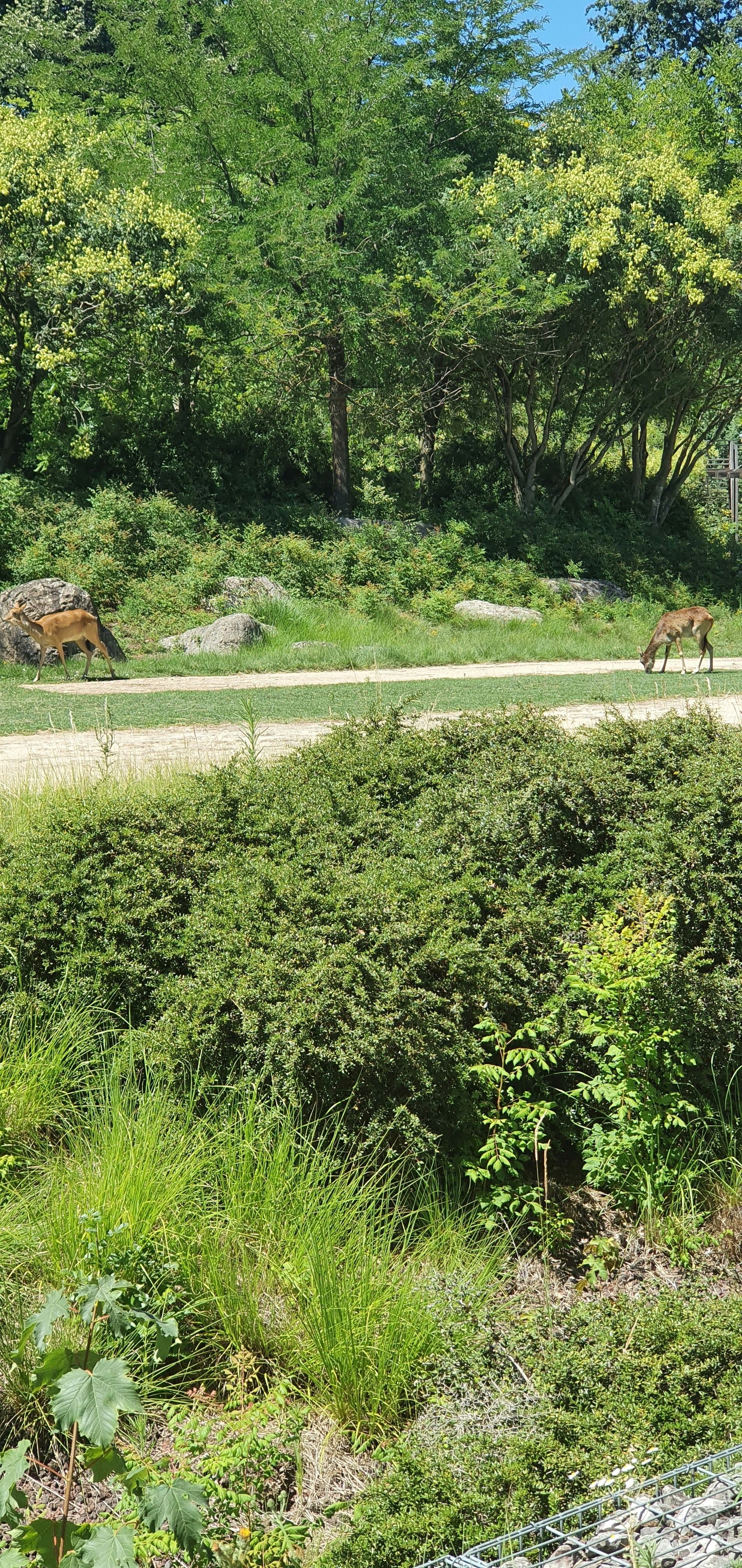 Grazing Deer Under a Green Canopy Along a Sunlit Park Path
