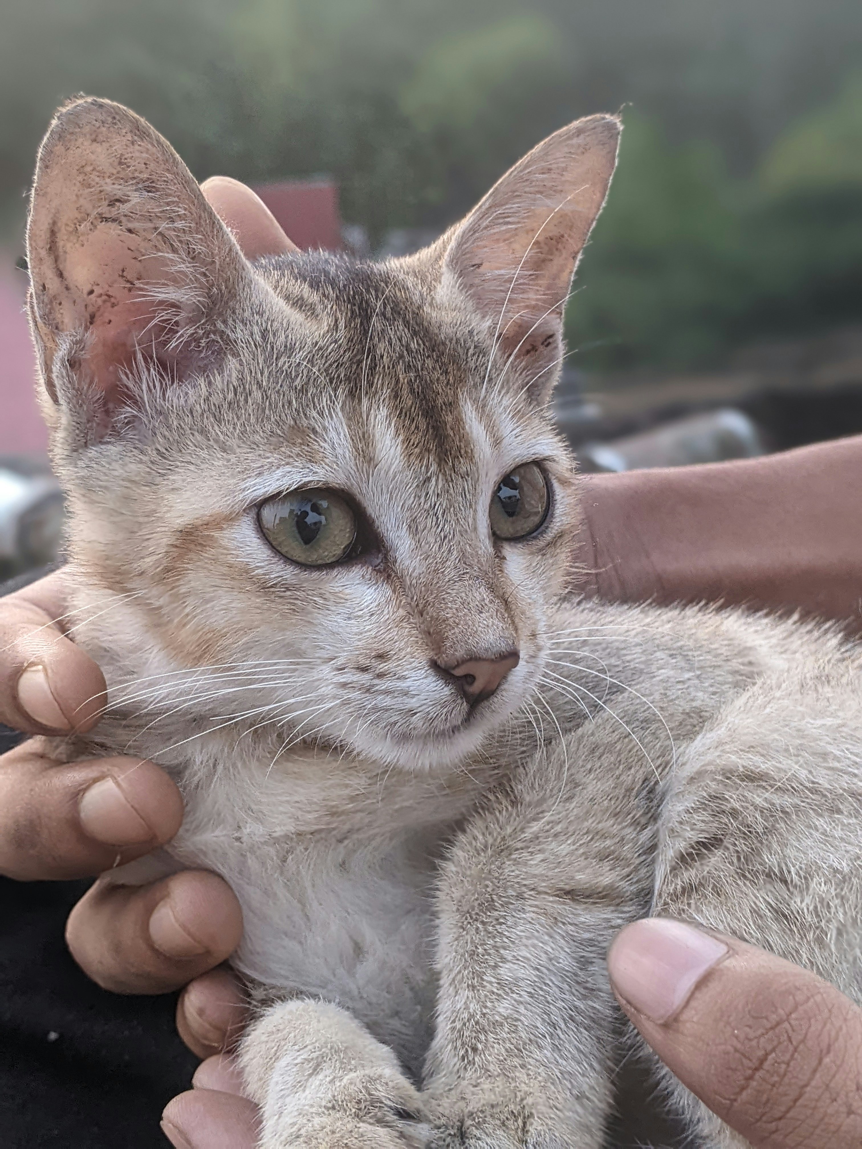 Foto Una persona sosteniendo un gato – Imagen Gato y perro gratis en ...