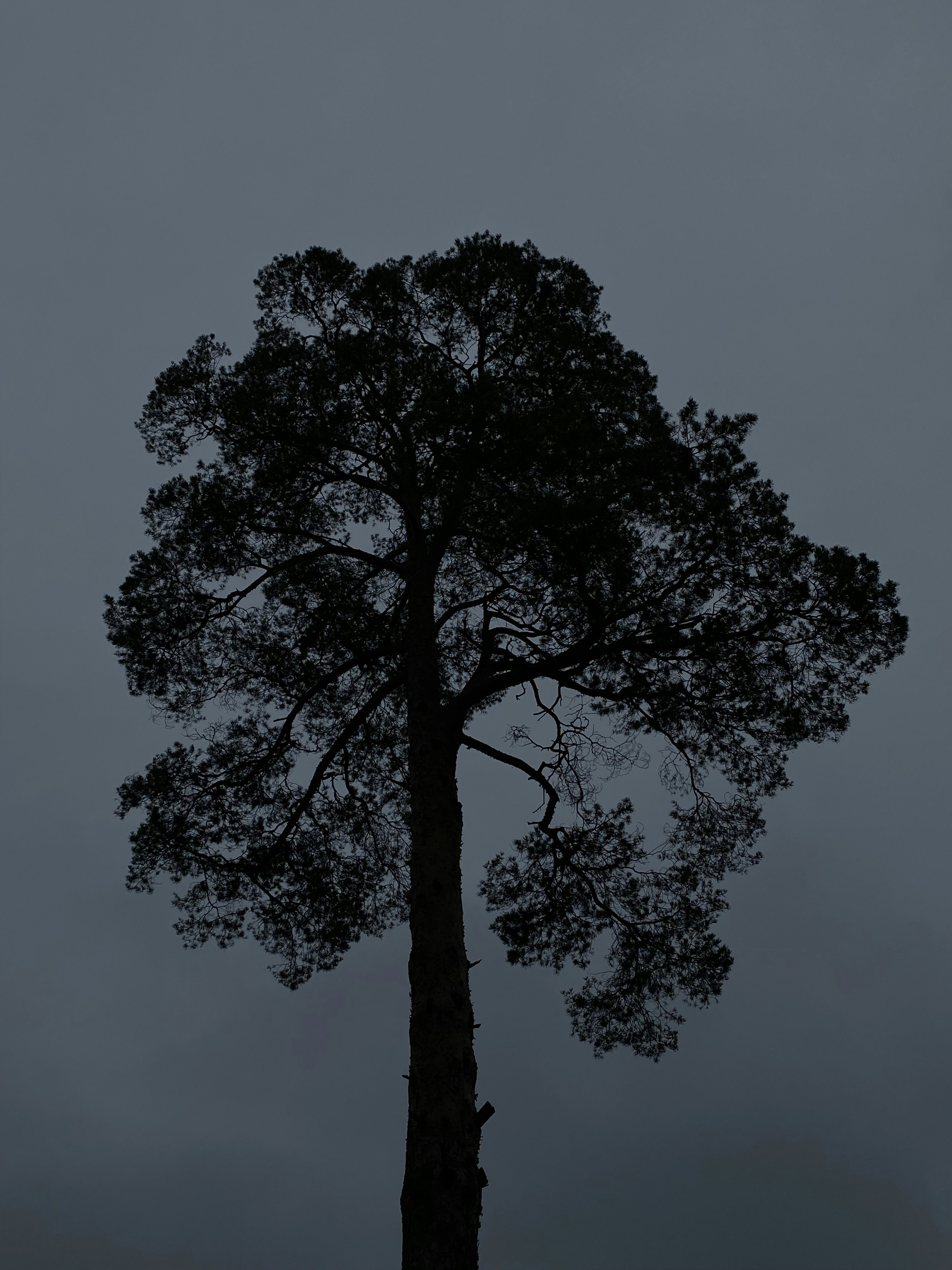 Black Tree Pictures | Download Free Images on Unsplash
