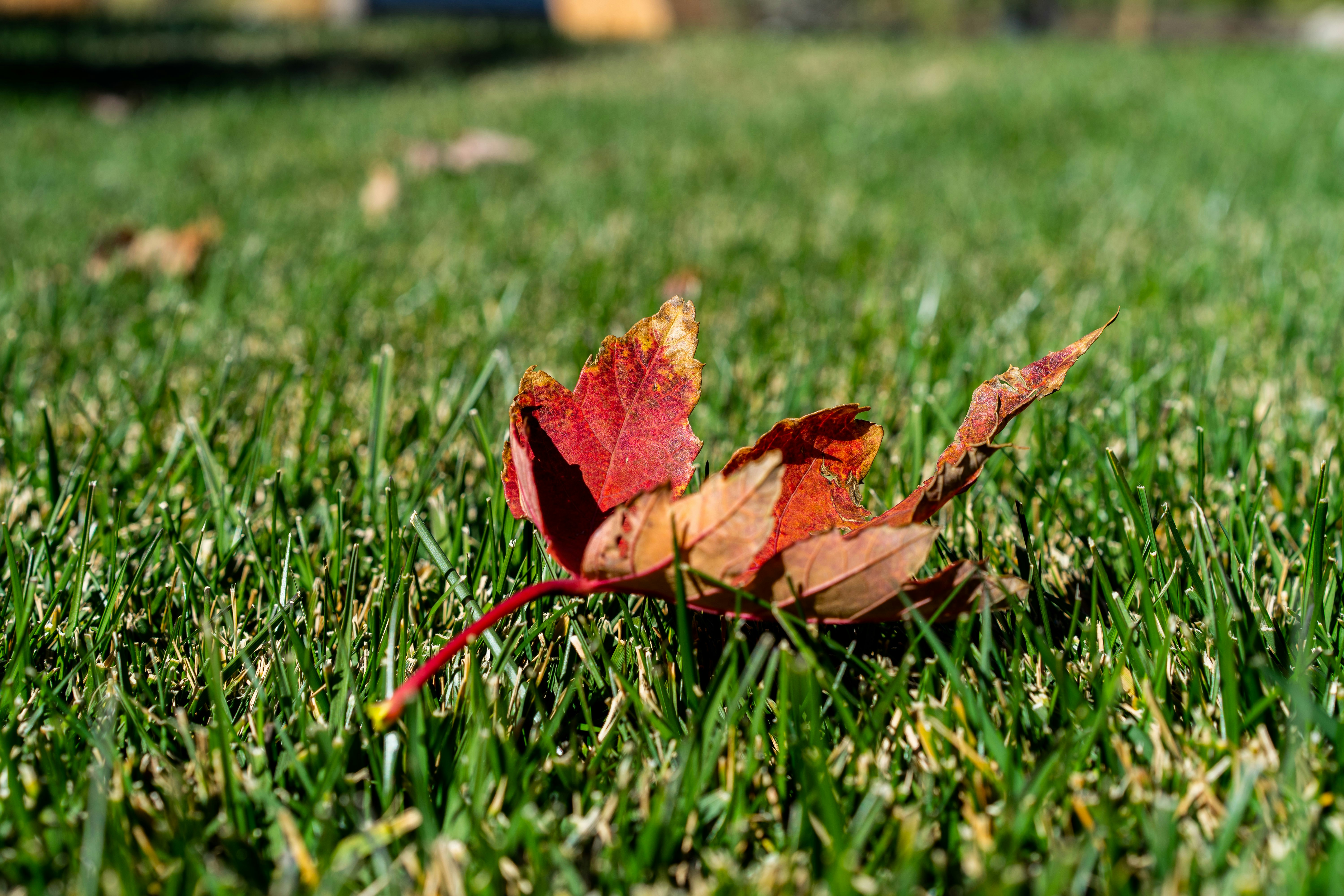 Foto Una hoja roja en la hierba – Imagen Colorado gratis en Unsplash