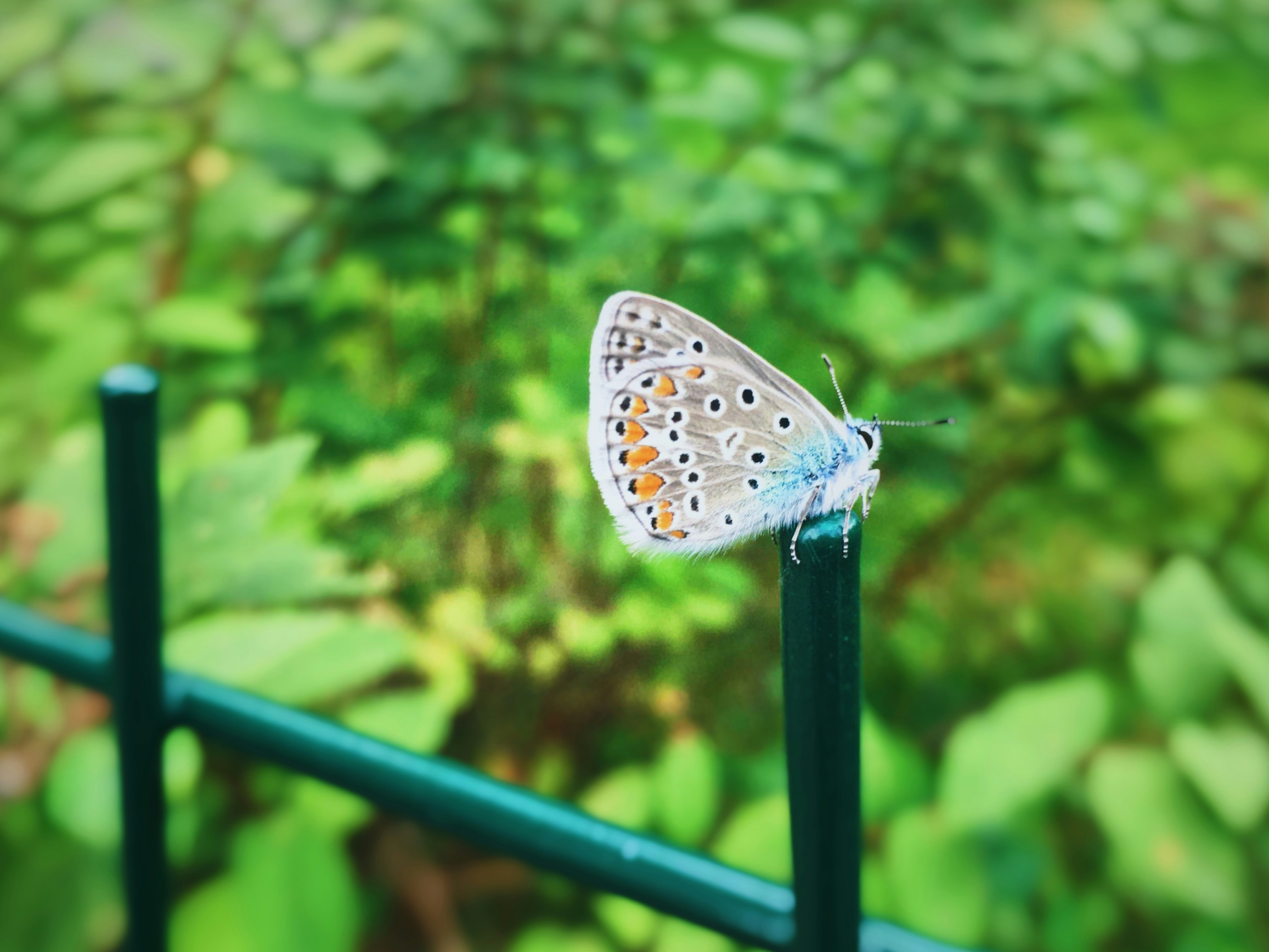 Blue-Orange Bloom: A Damselfly on a Green Shaped Barrier