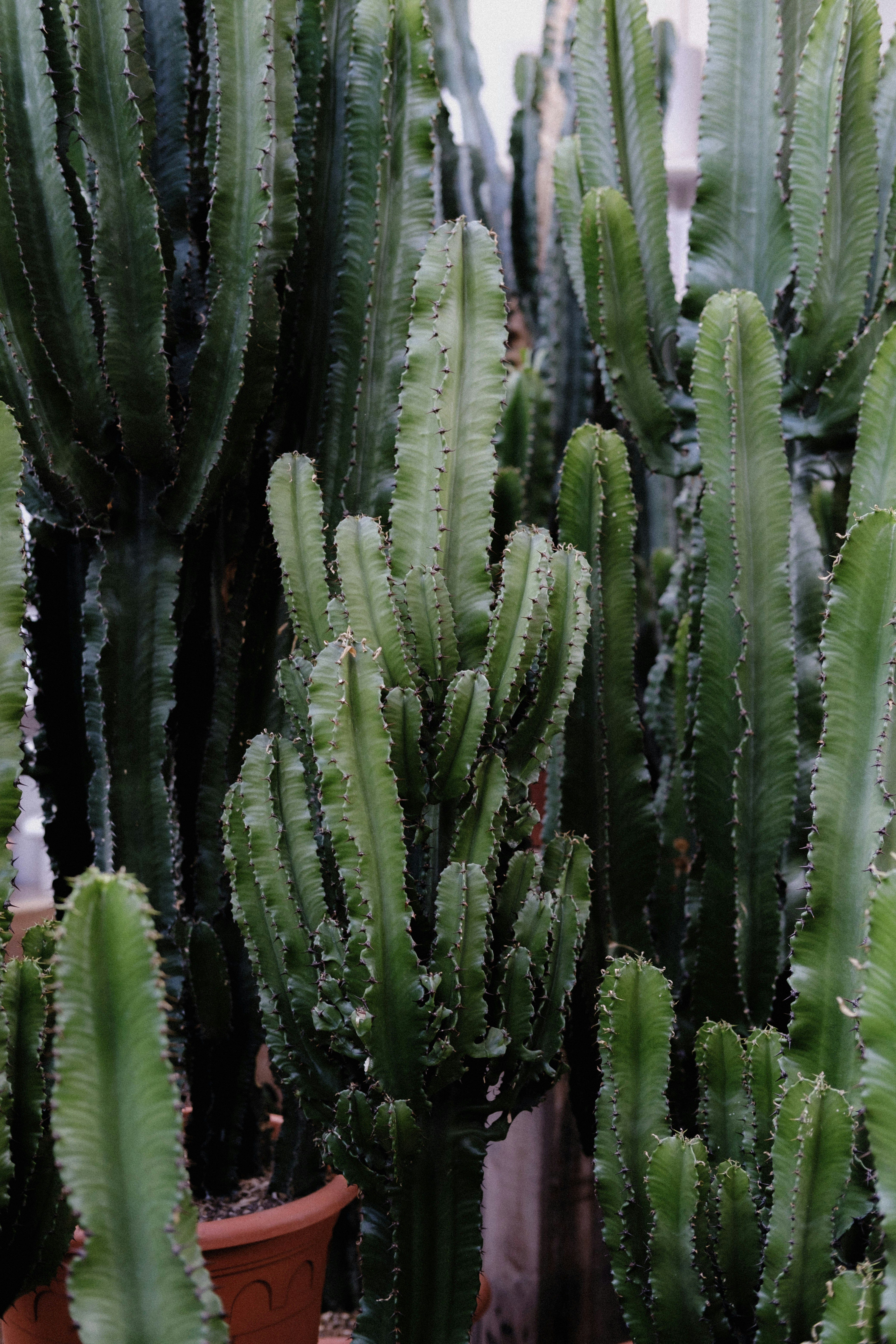 A group of cacti photo – Free France Image on Unsplash