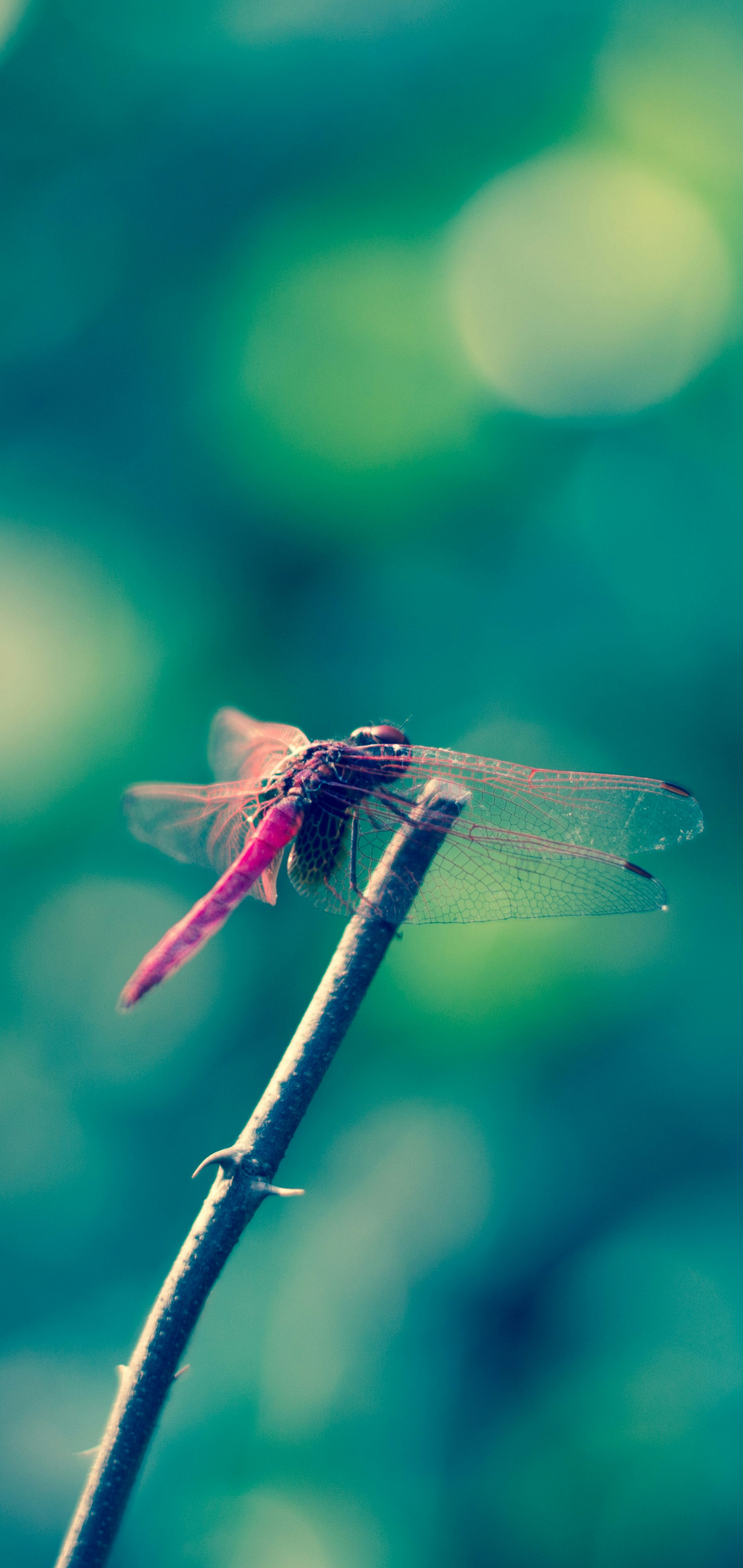 Purple-stemmed Dragonfly at the Tip of a Twig