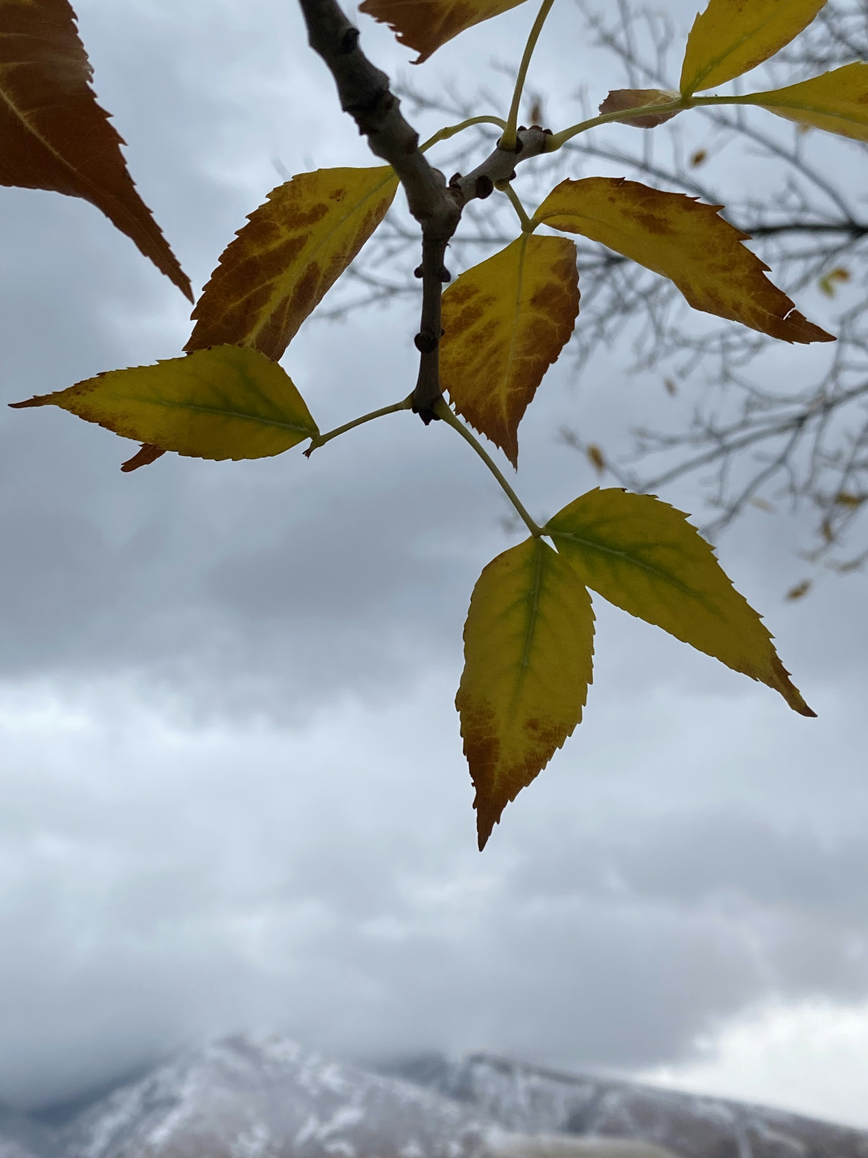 Edge of Autumn: Golden Leaves Framing a Snowy Ridge Under a Cloudy Sky