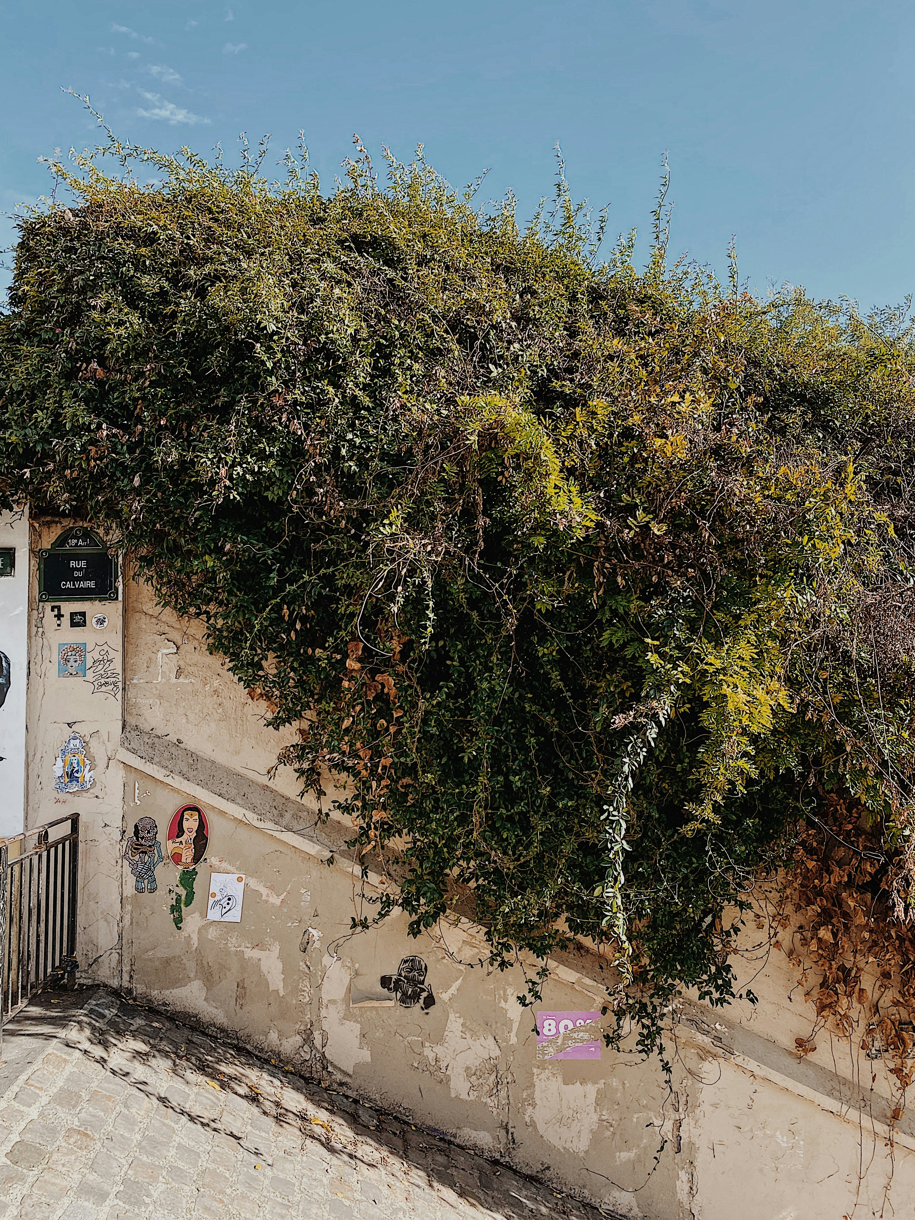 A wall with a tree growing on it photo – Free Banister Image on Unsplash