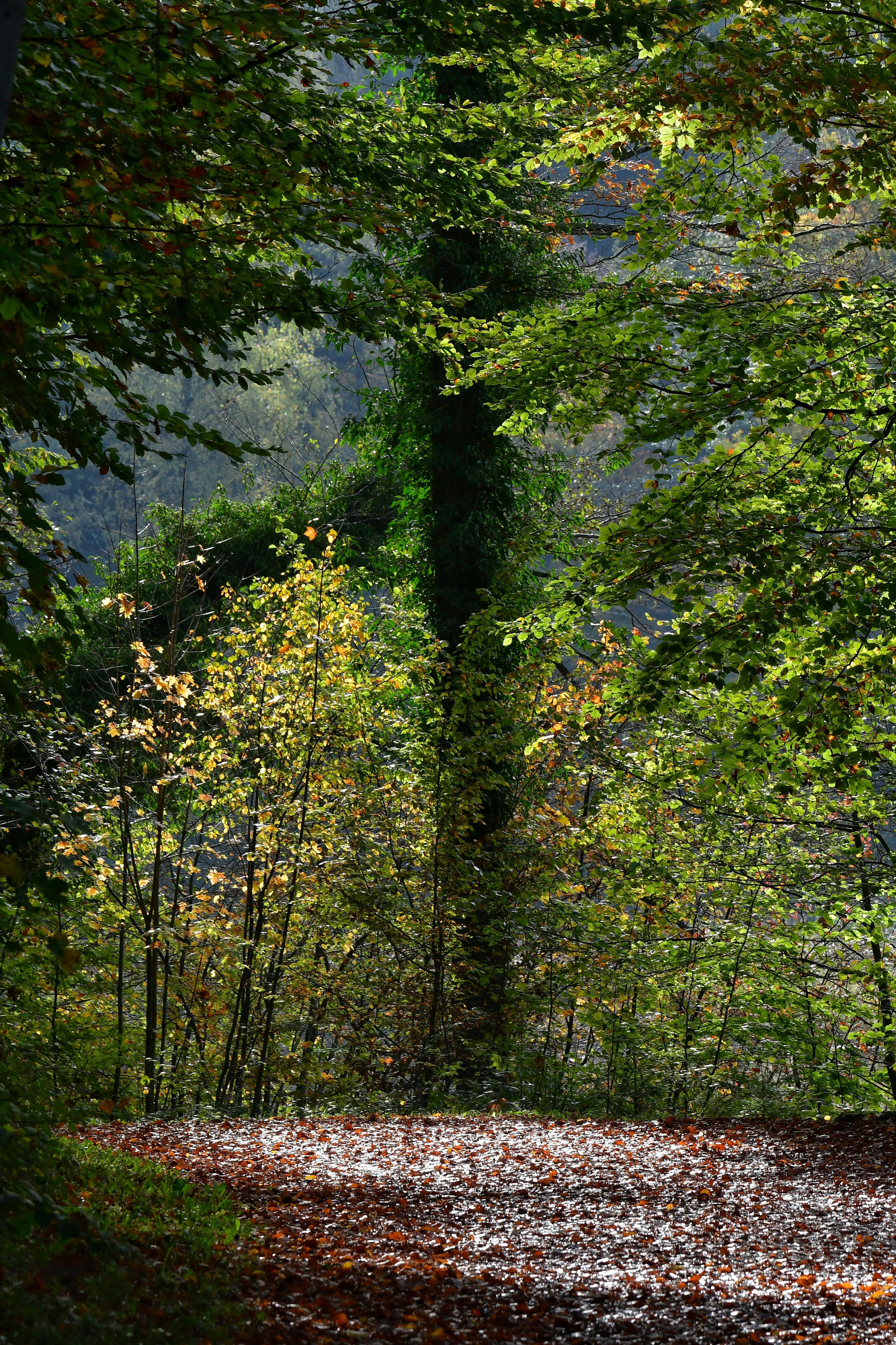 Linkedin Banner Nature Pictures | Download Free Images on Unsplash