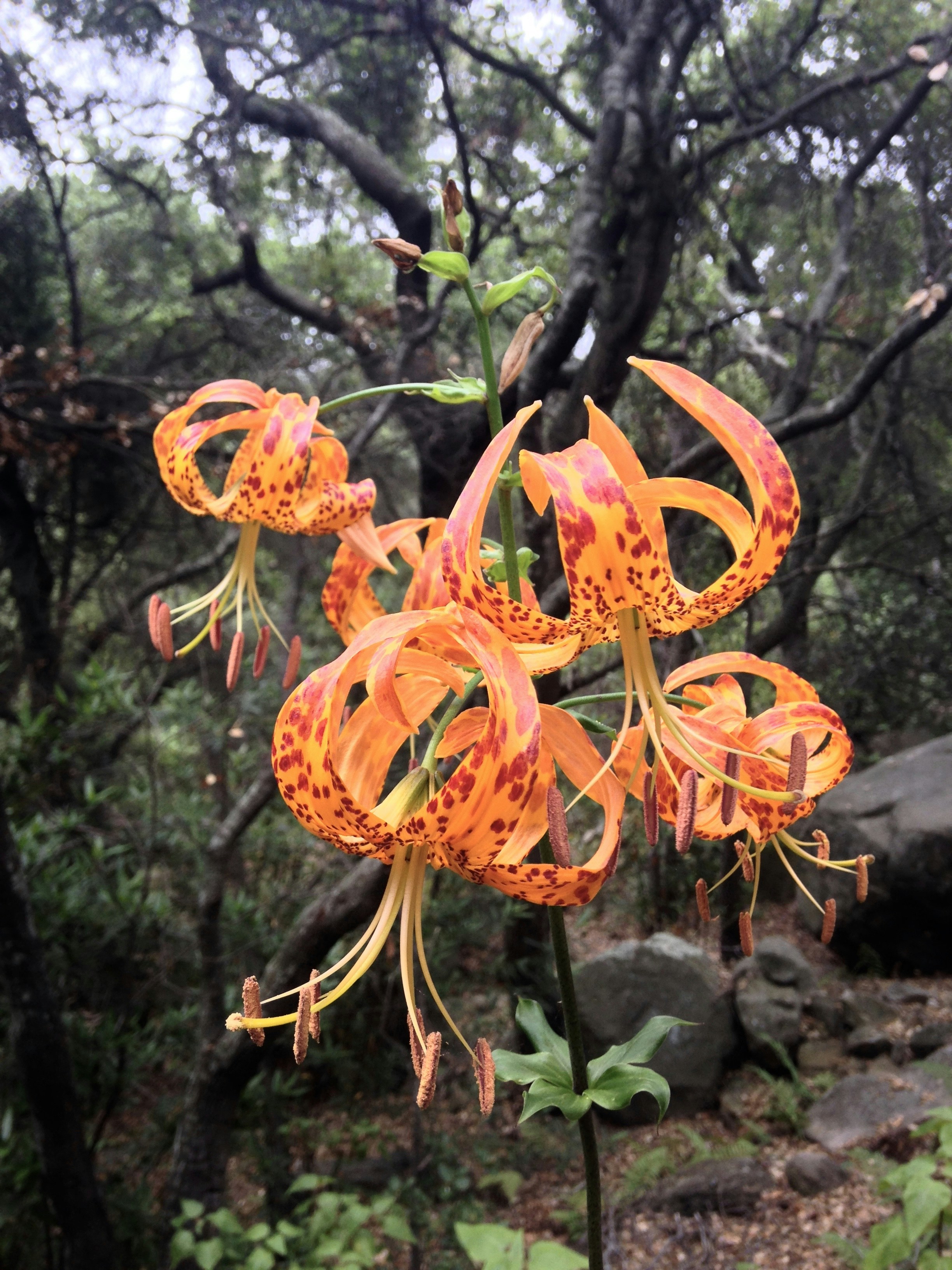 A plant with orange flowers photo – Free Humboldt lily Image on Unsplash