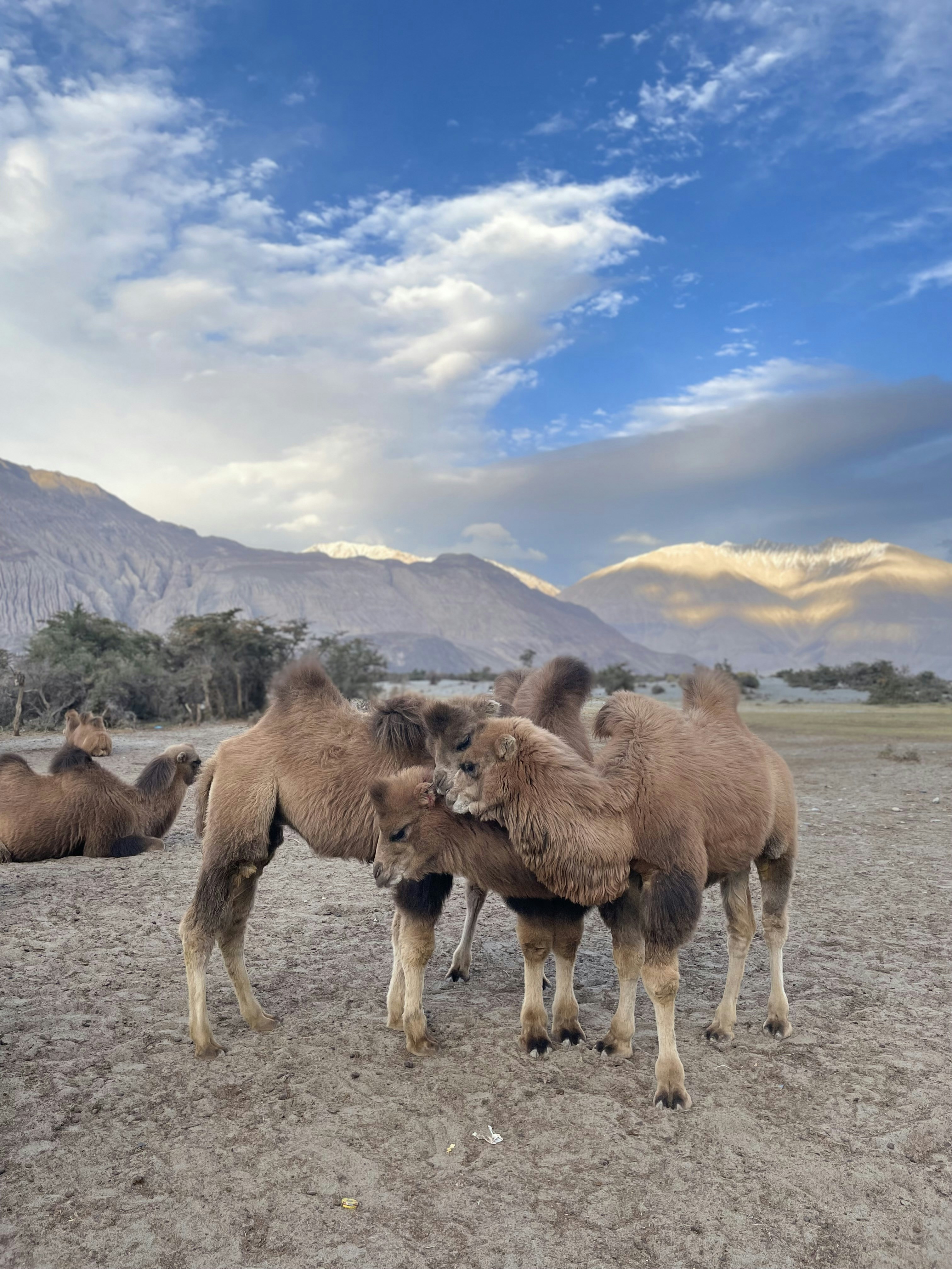 Herd at the Edge: Camels Gather Under Mountain Gold at Dusk