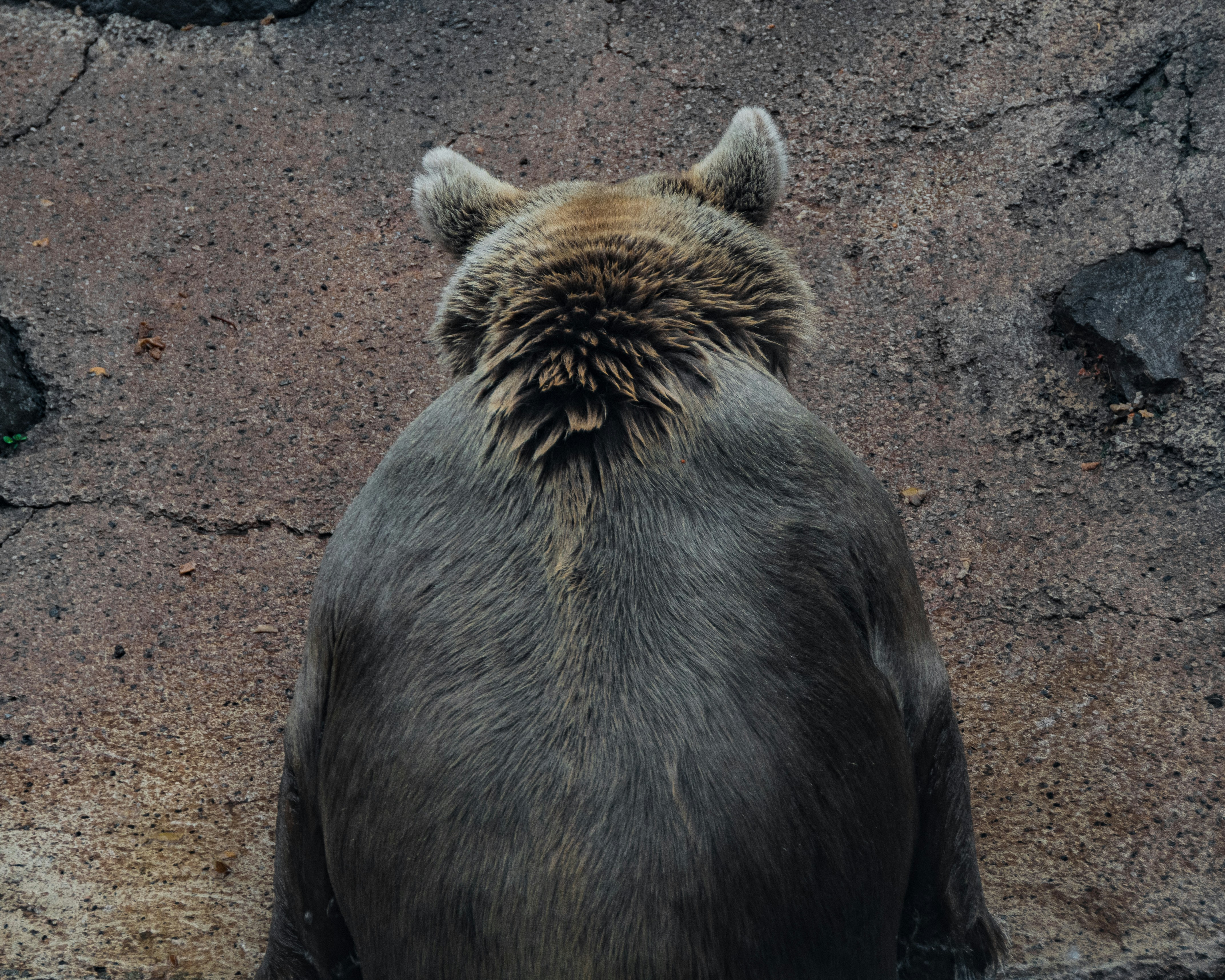 Back View: Sea Lion on Weathered Rock