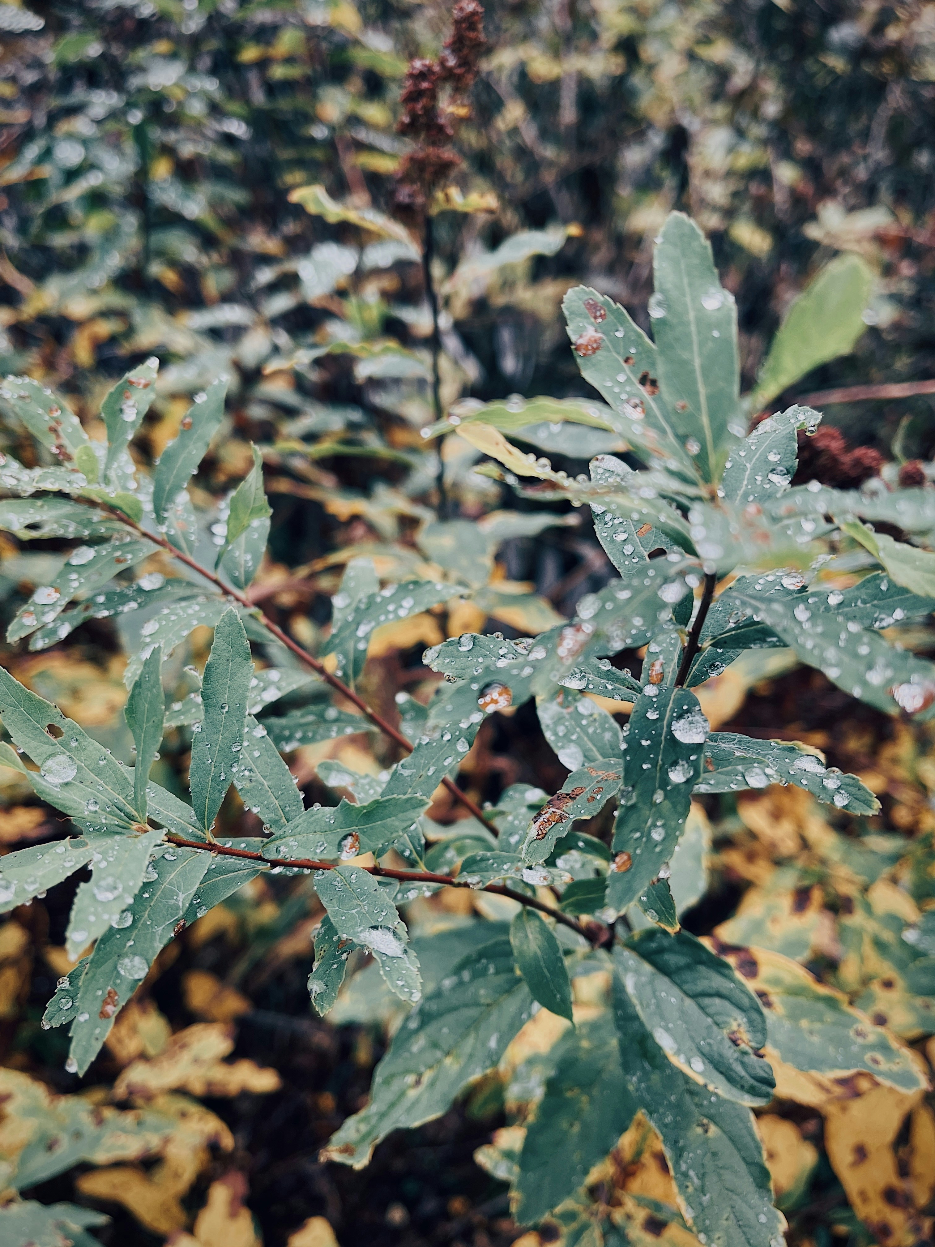 Photo by Yan Liu with Apple iPhone 12 Pro Max