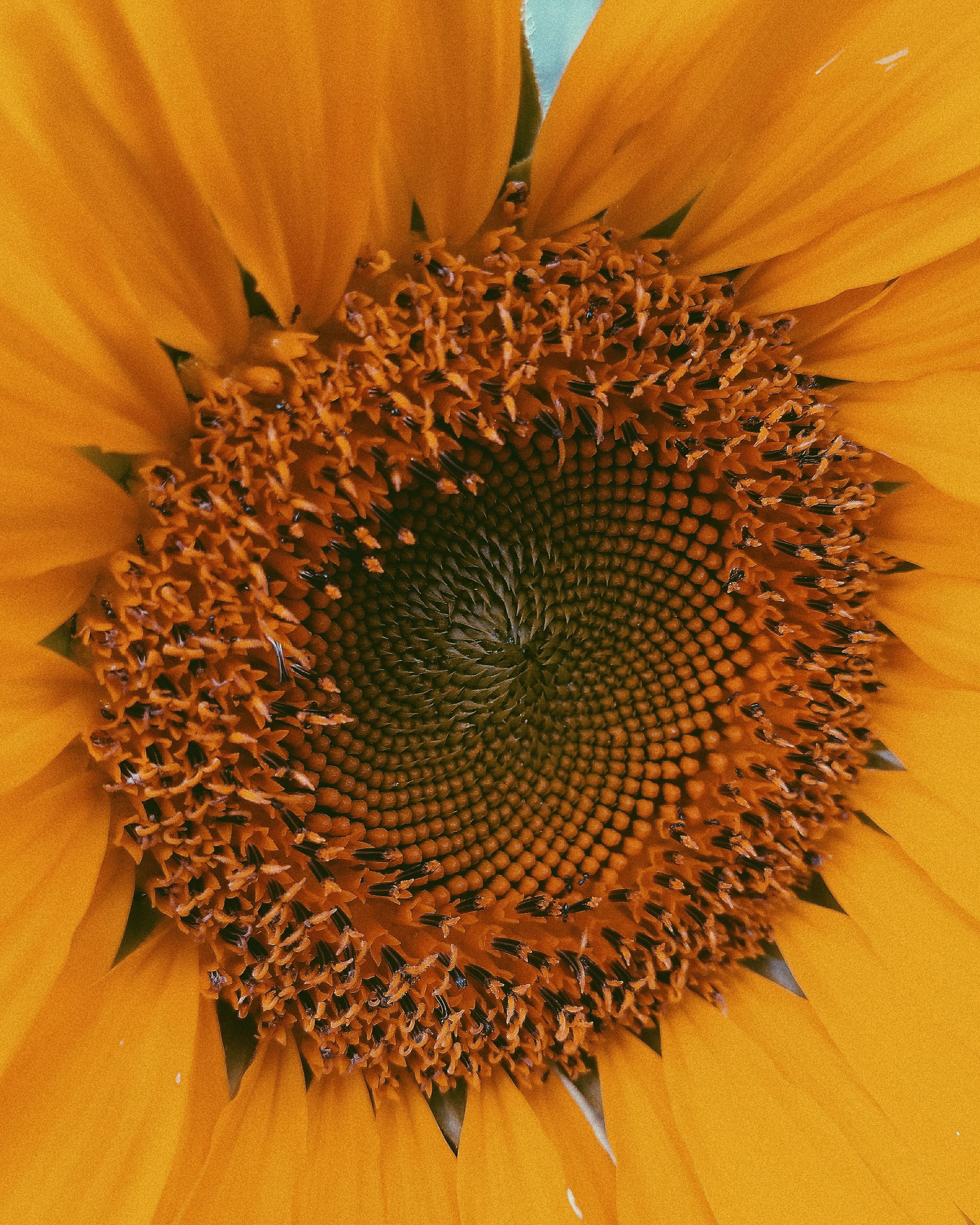 A close up of a sunflower photo – Free Goiânia Image on Unsplash