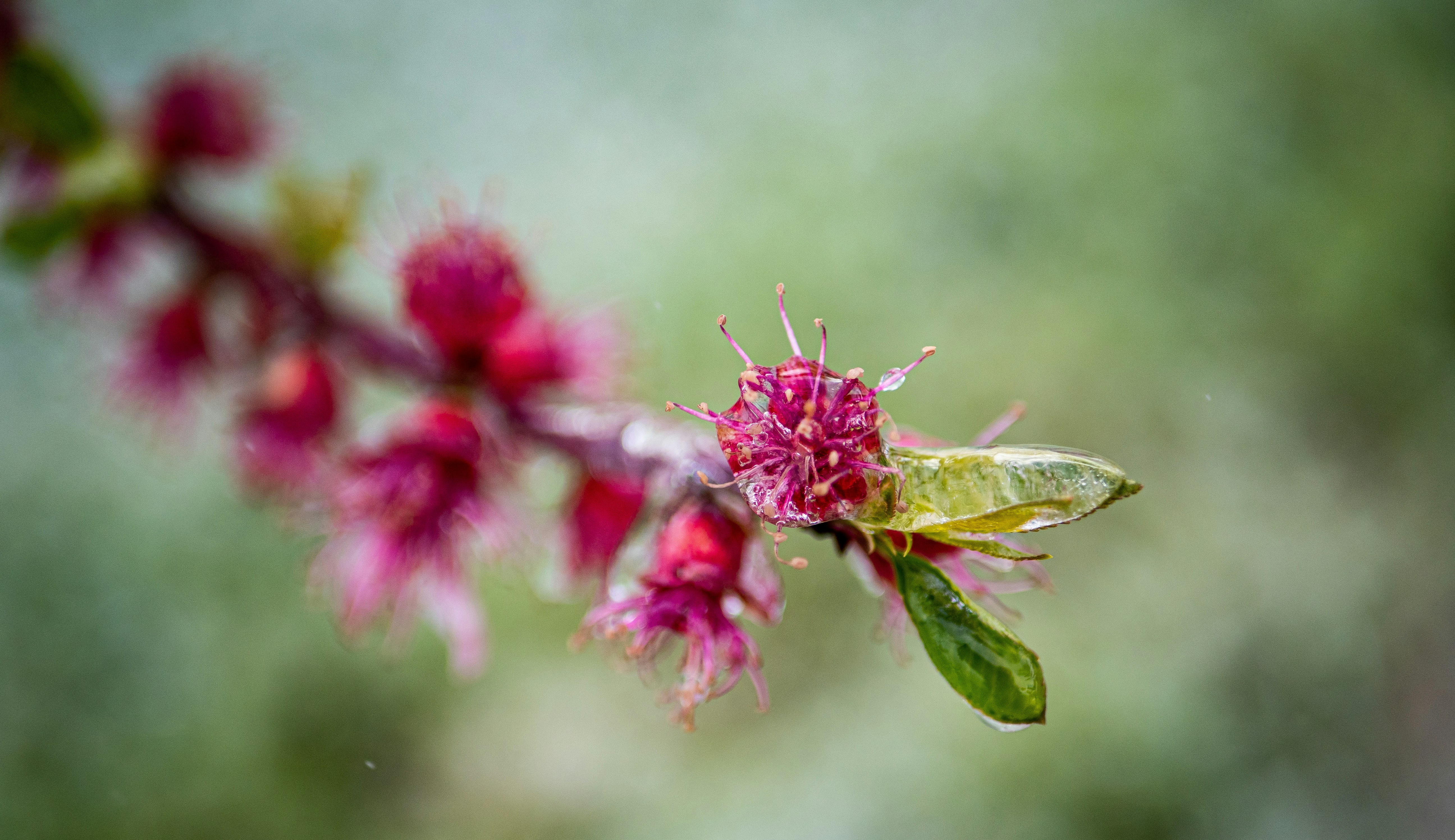 Petal in Focus: Pink Blossom Against a Velvet Green Blur