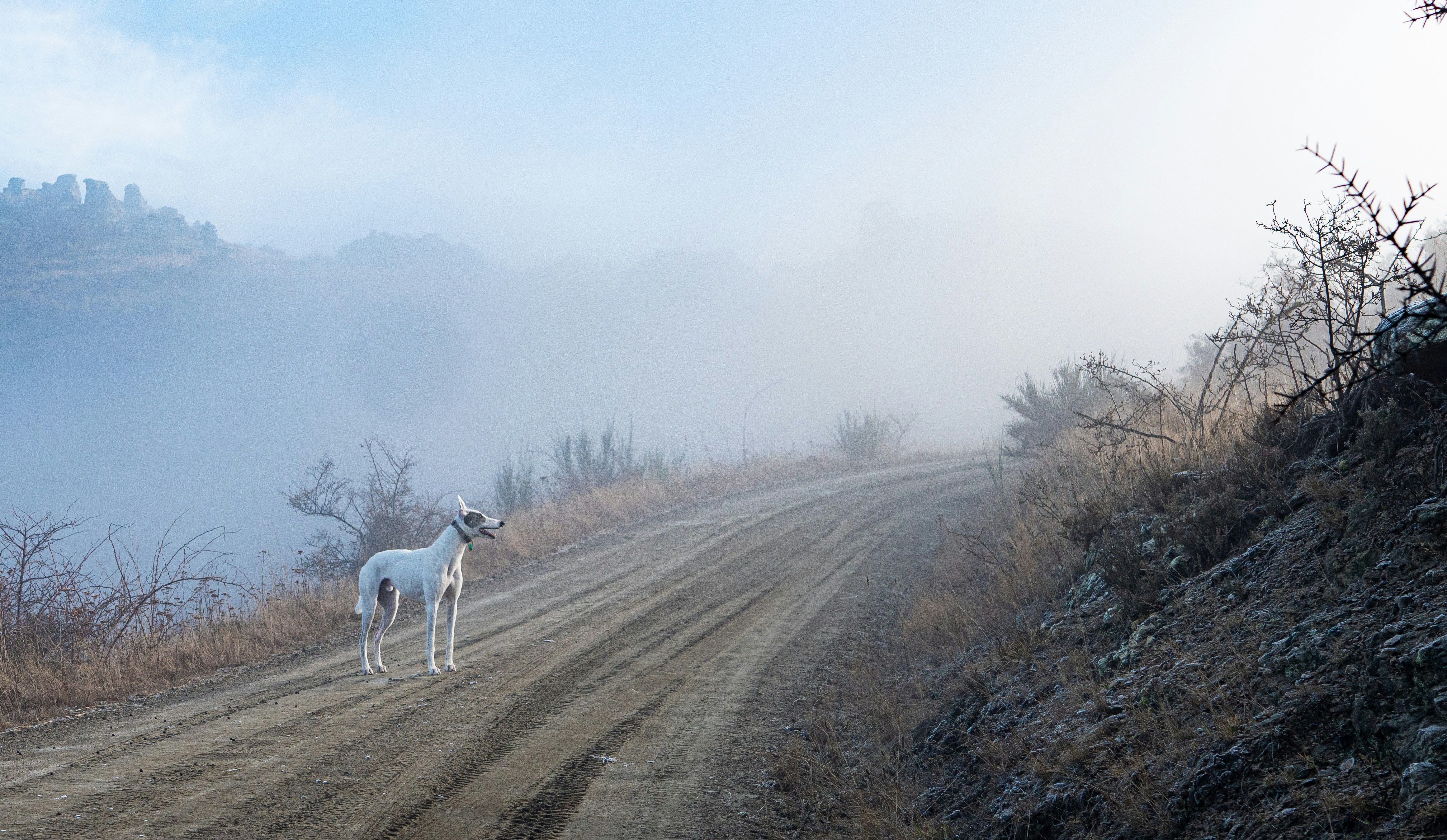 Mist Path: A lone dog on a fog-tinged dirt road