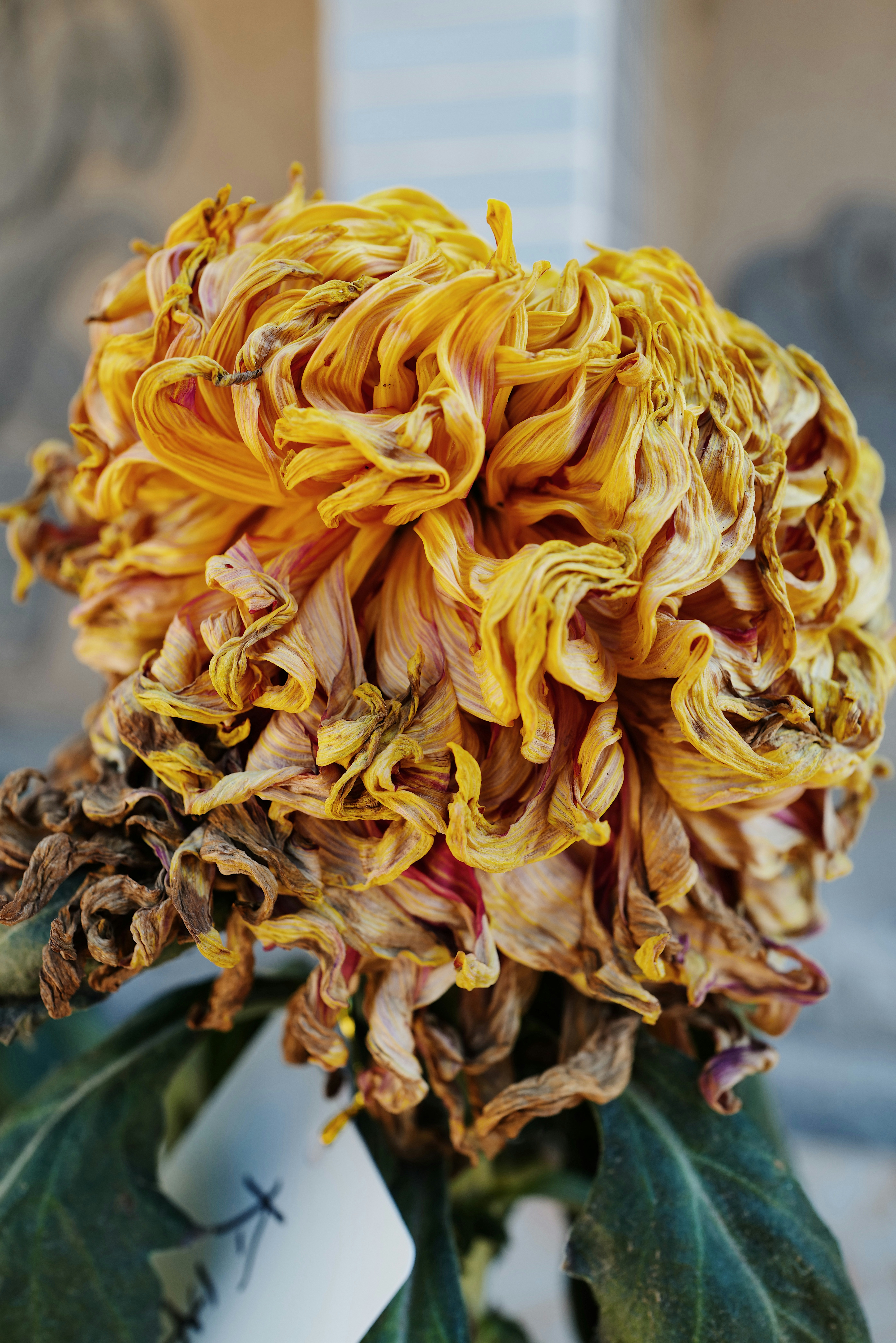 Withered yellow bloom: a close-up of a sun-bleached petal mass