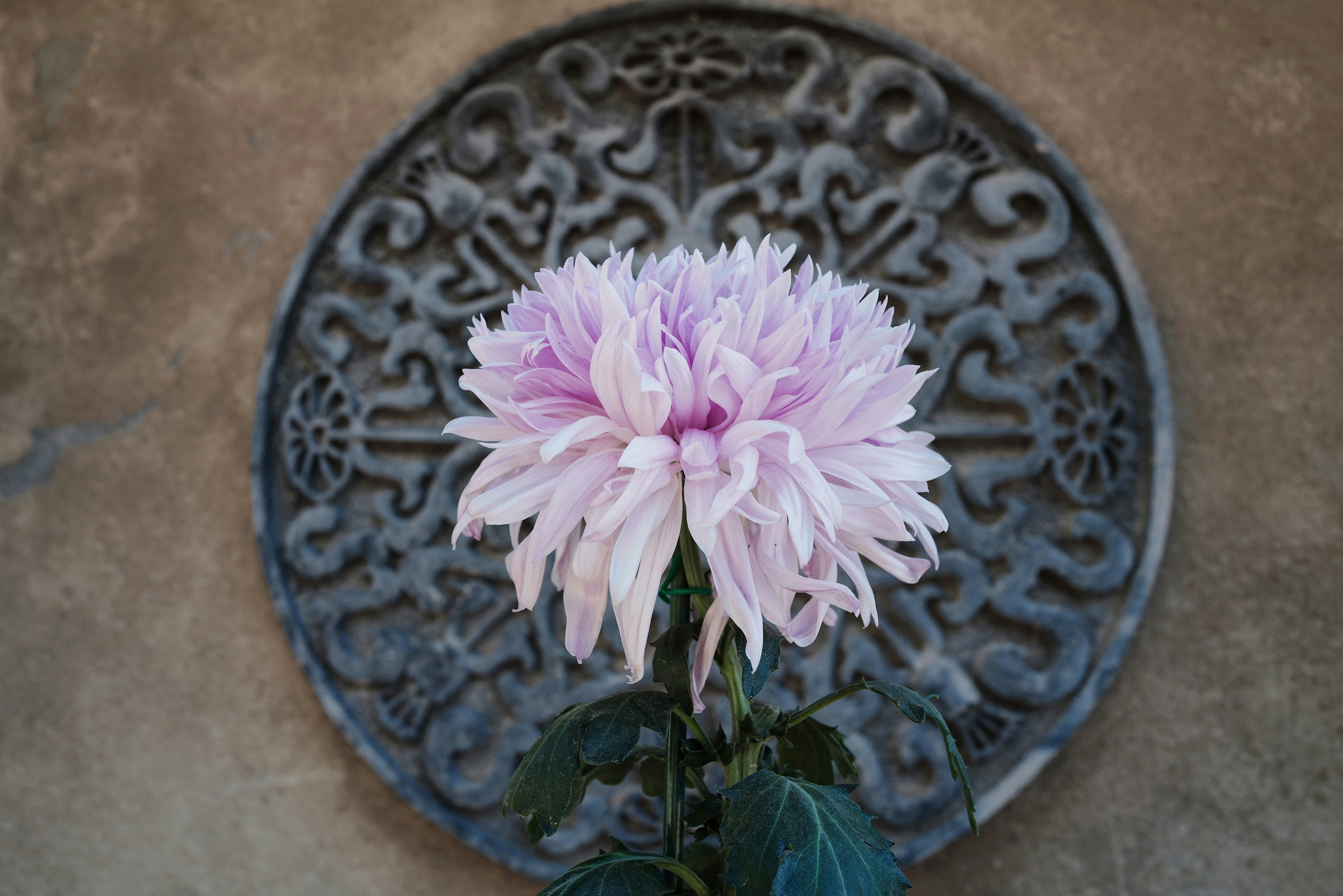 Bloom Centered: A Pink Camellia Against Ornate Ironwork
