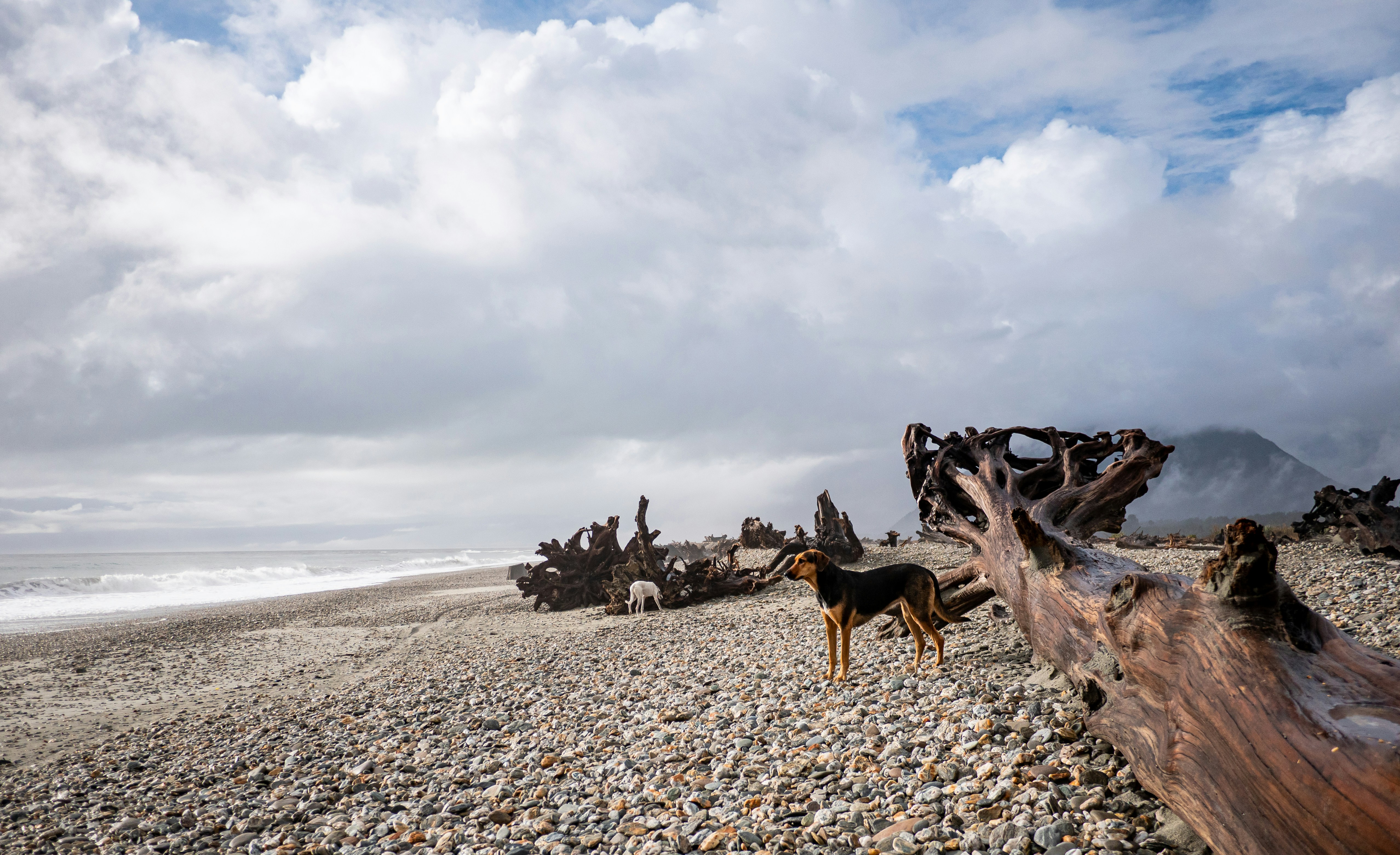 a dog standing on a beach