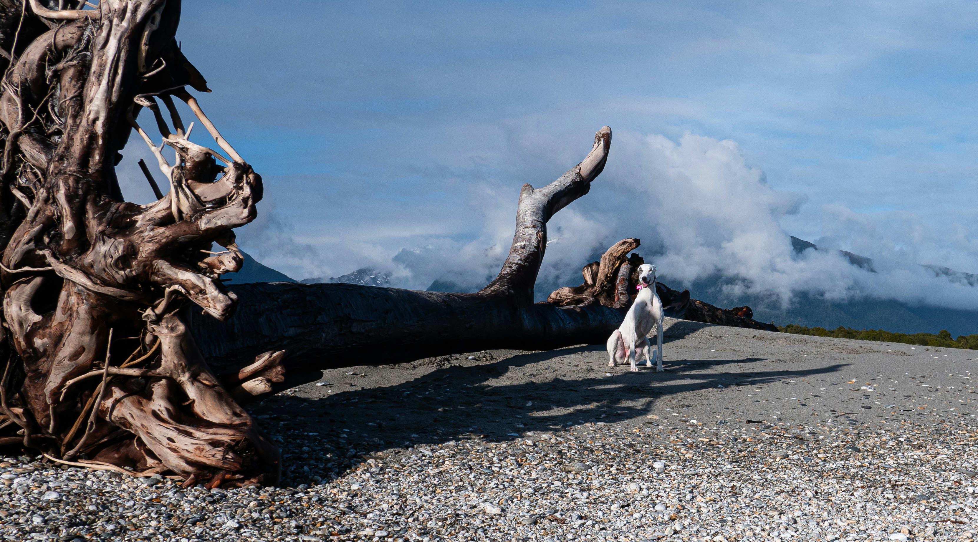 Pebble Beach Portrait: Lone Figure in White Beside Weathered Driftwood