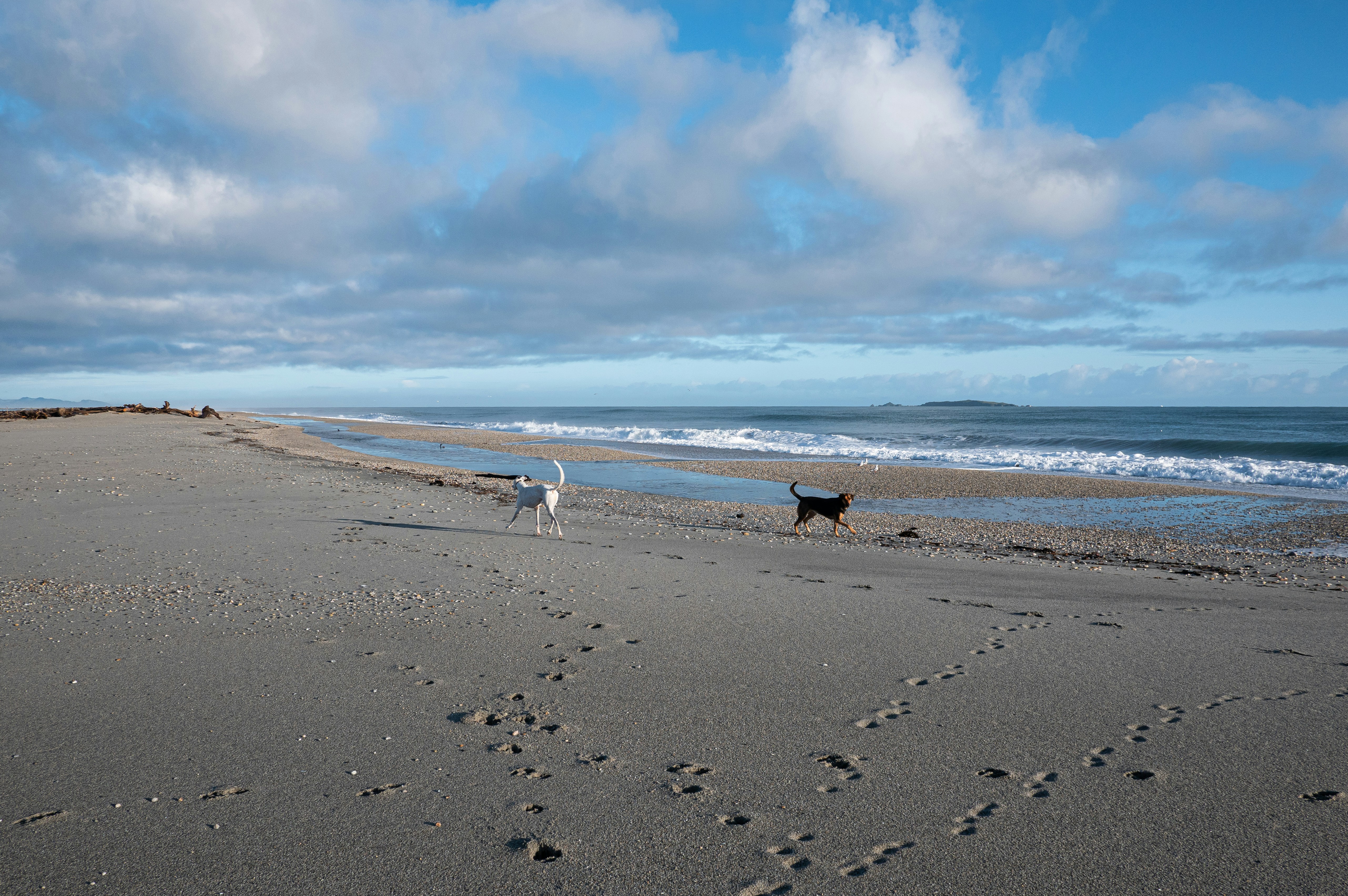 a couple of dogs on a beach