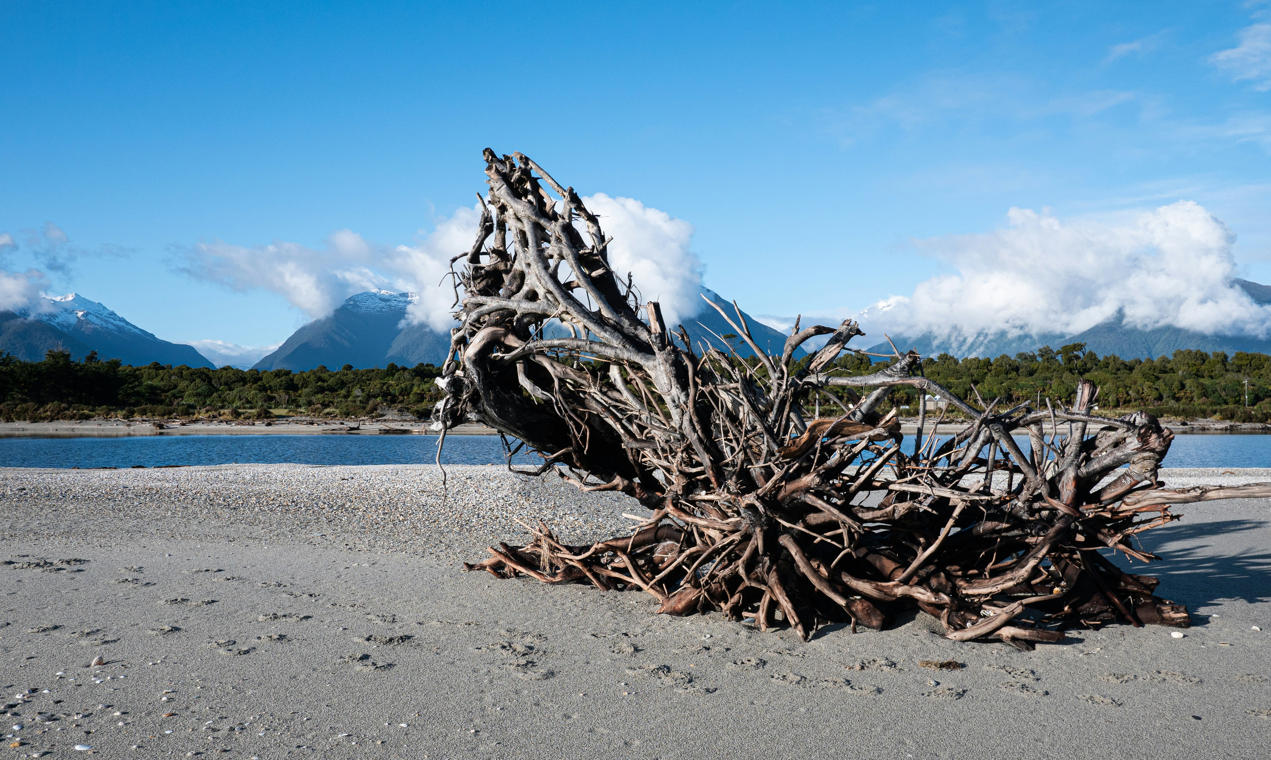Driftwood Sentinel at a Wind-Washed Beach