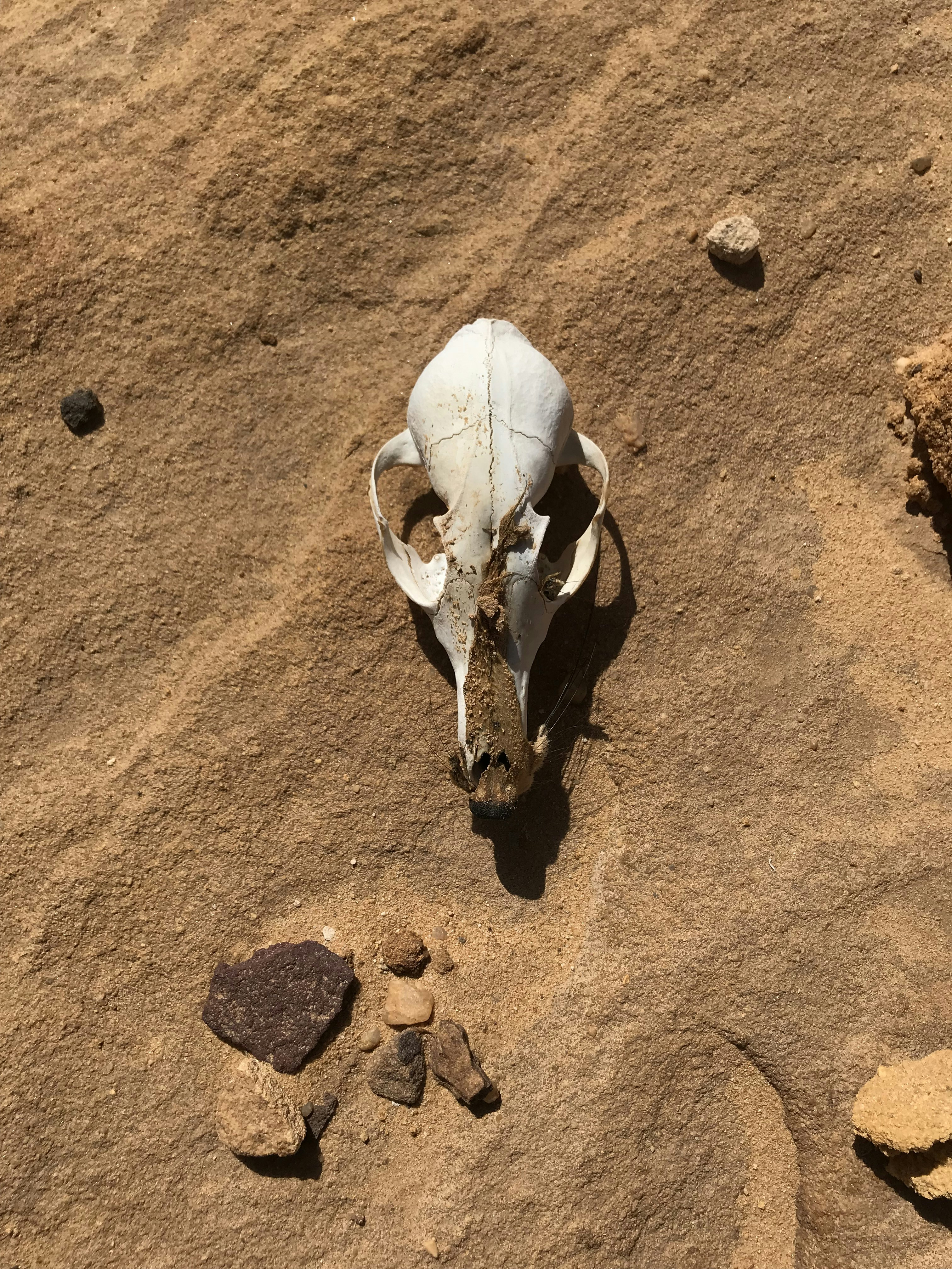A weathered animal skull rests on sandy terrain, surrounded by small stones, highlighting the stark beauty of nature's remnants.