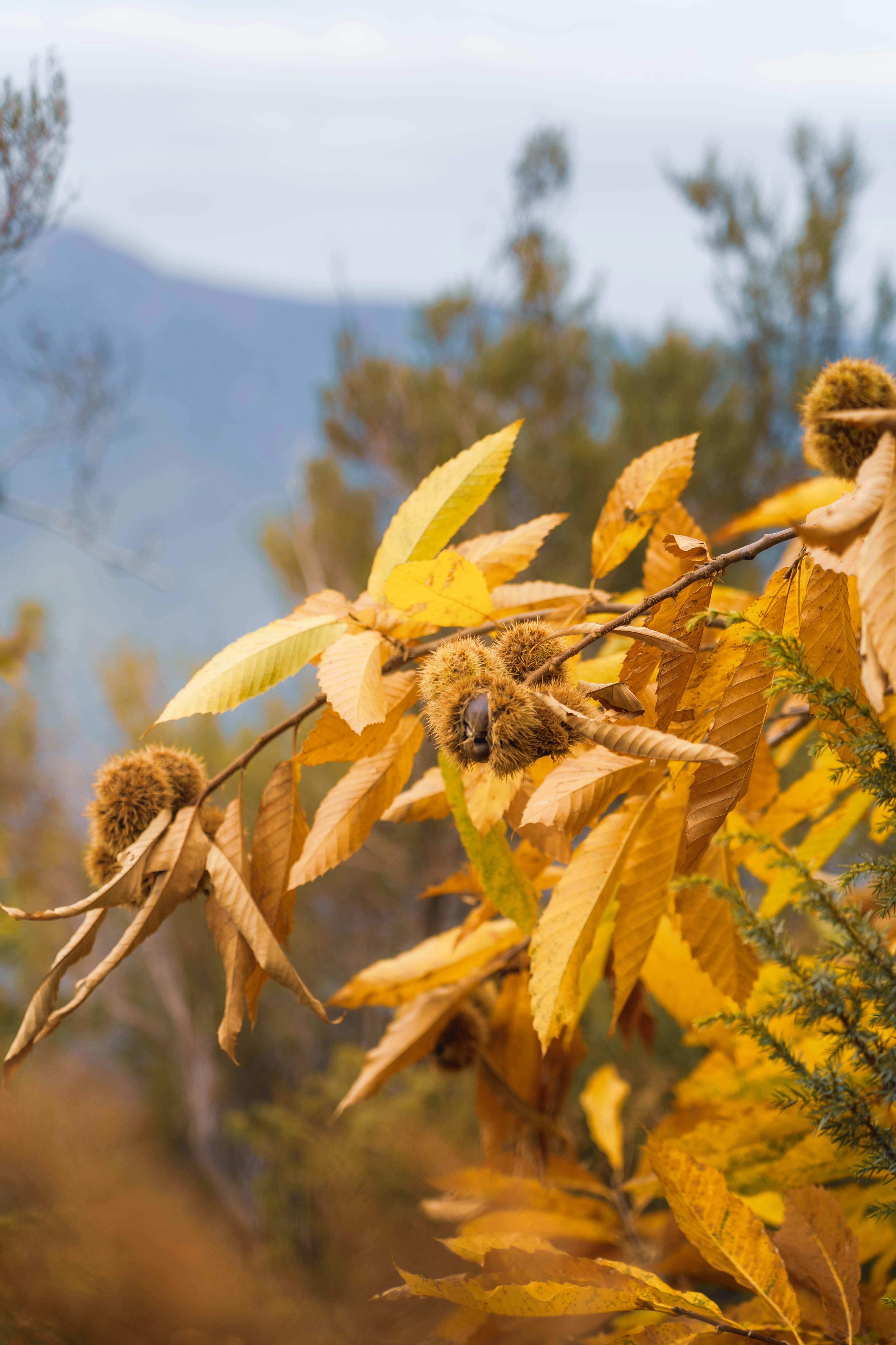 Golden Leaves and Burred Seeds in Autumn Light