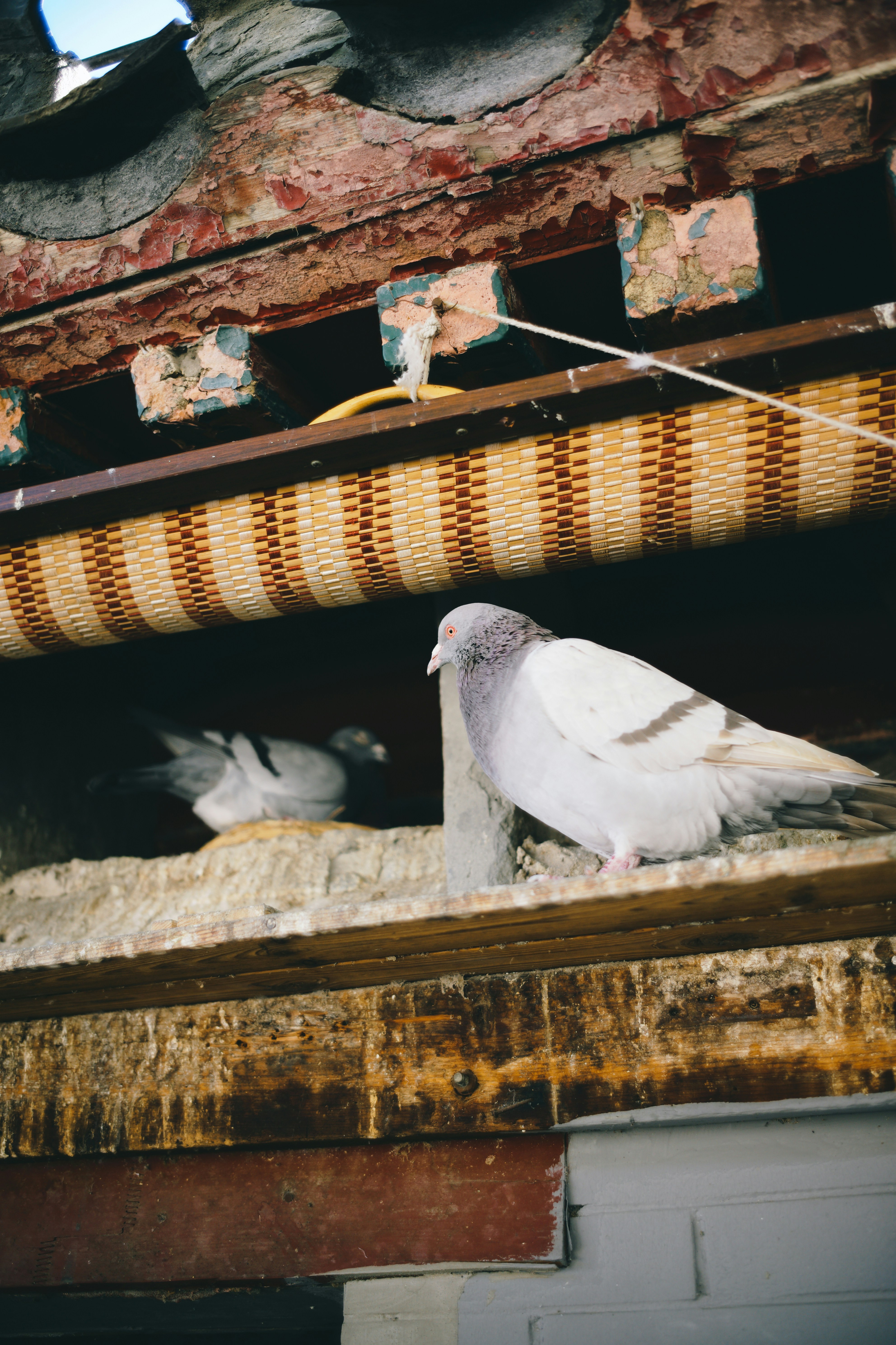 Weathered Balcony Watch: A White Pigeon Under Bamboo Shade