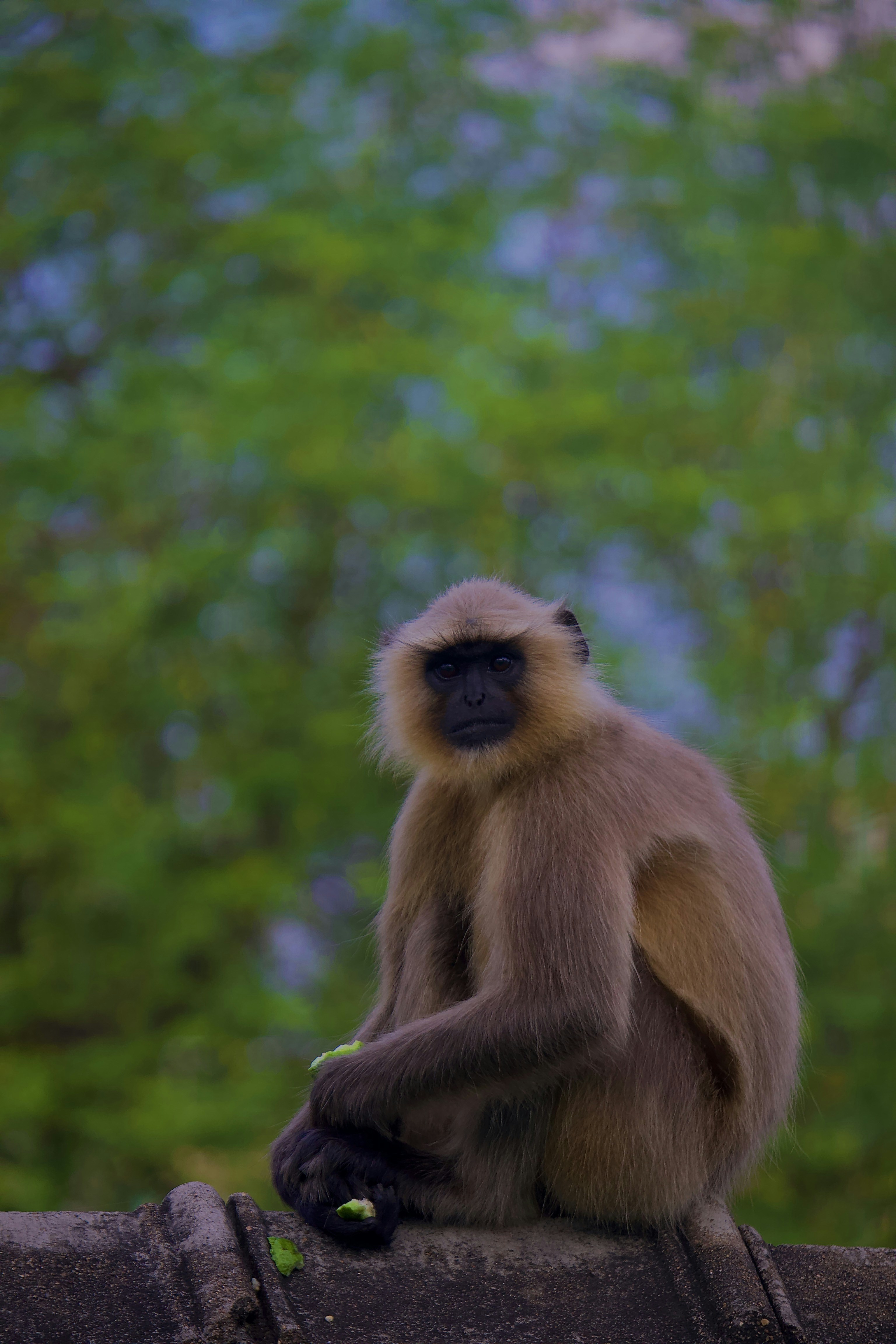 a monkey sitting on a rock