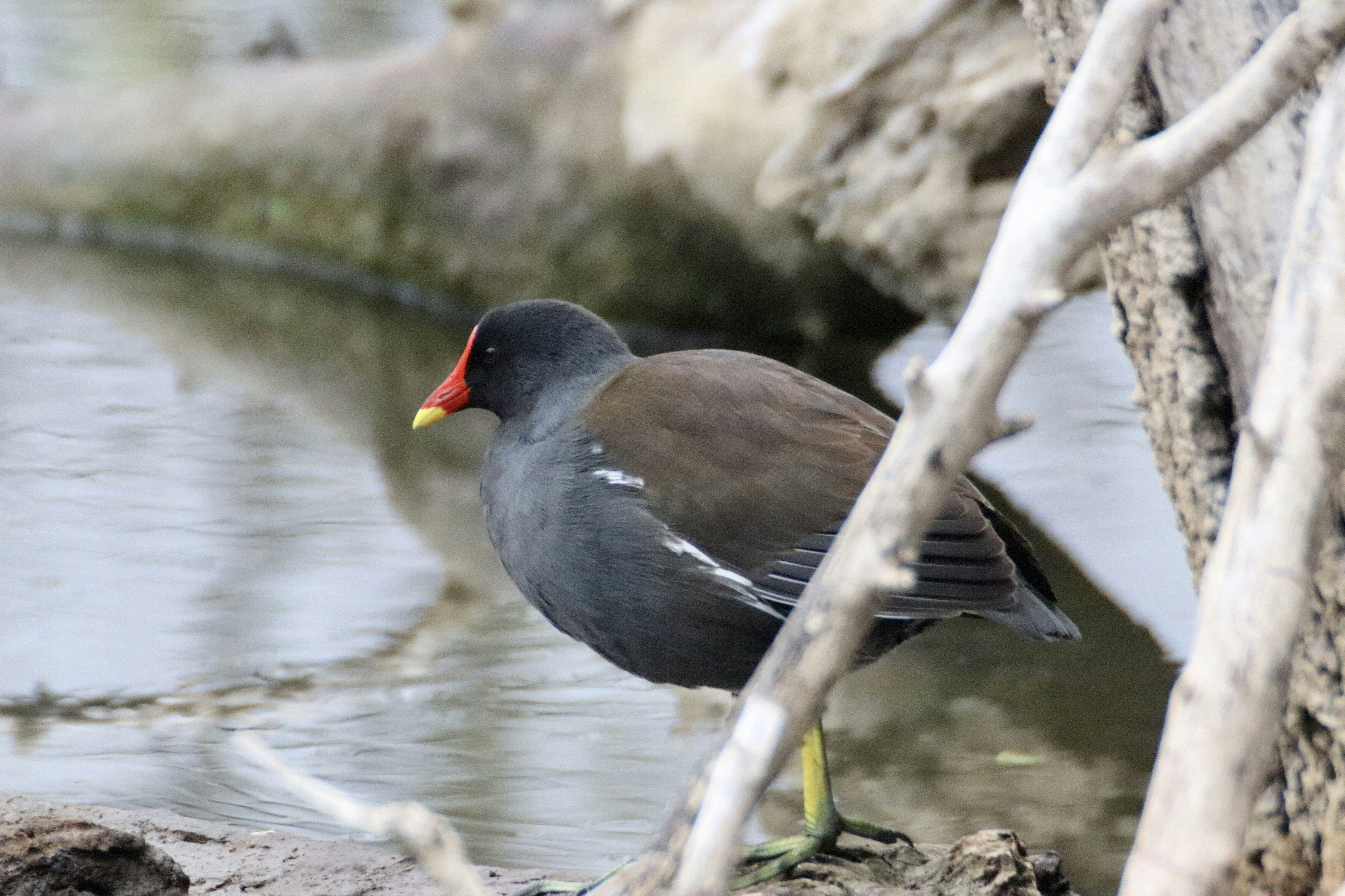A bird standing on a tree branch photo – Free United states Image on ...