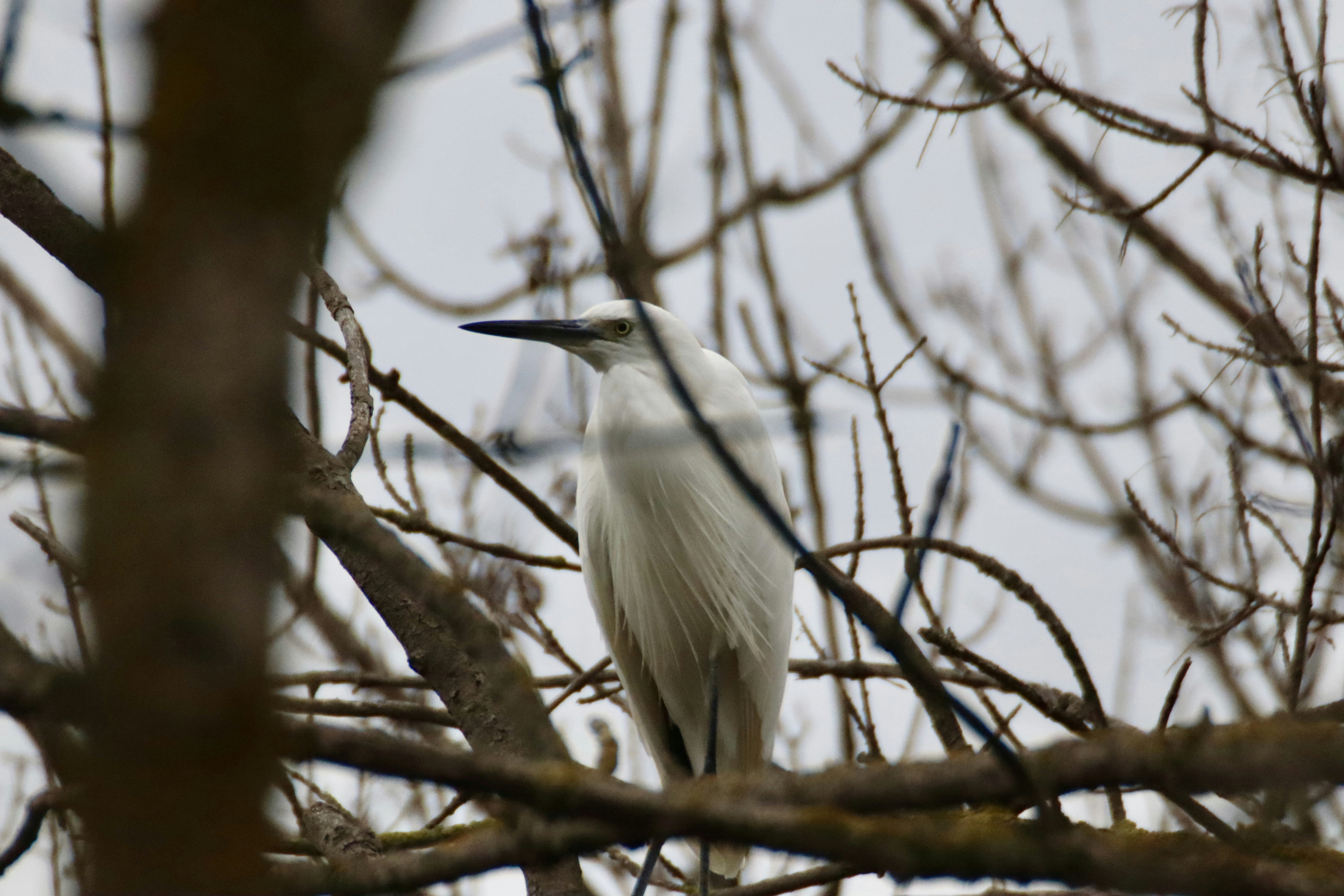 A Glimpse of Elegance Amidst Nature's Twigs