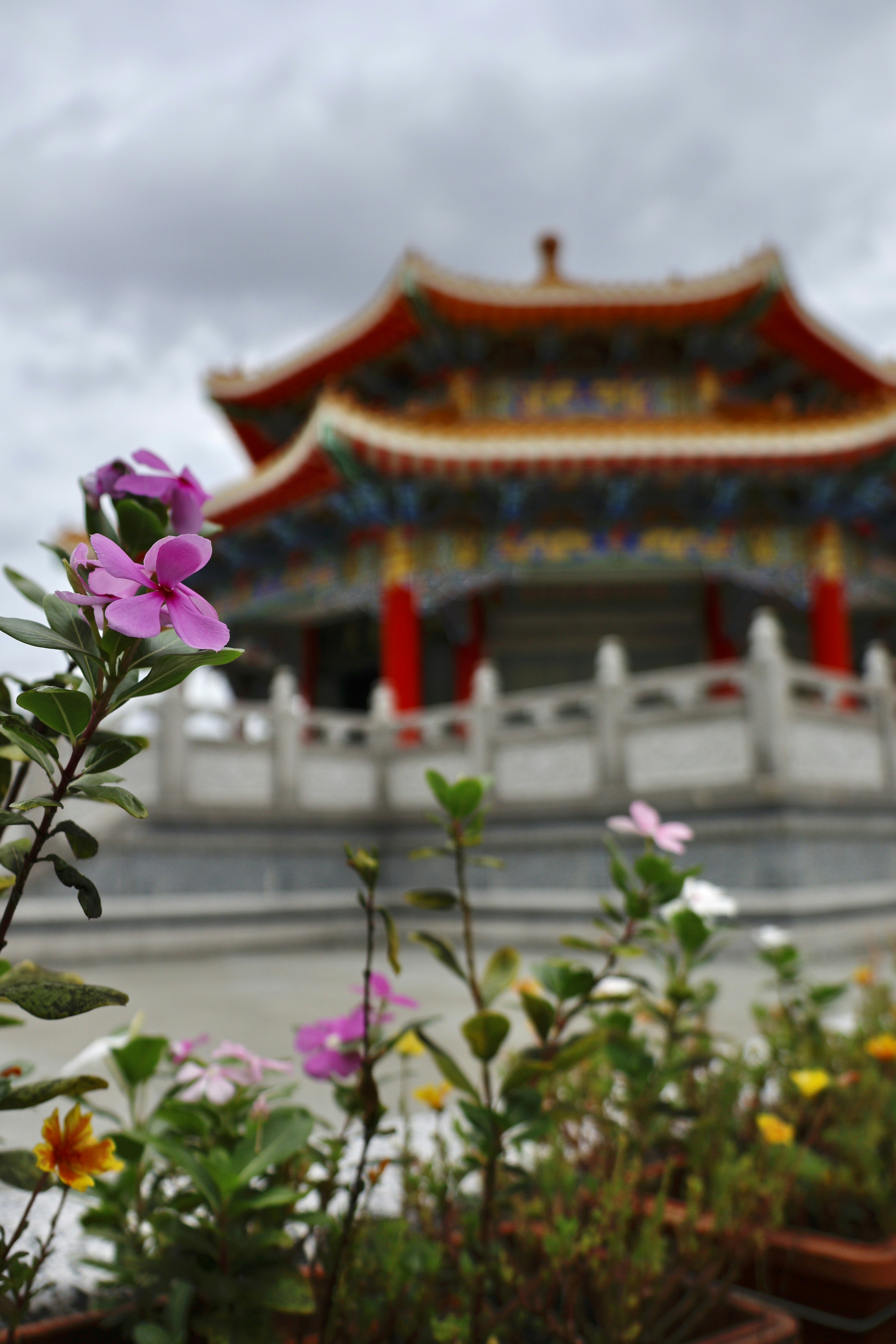 Lilac in Focus, Temple in the Blur: A Quiet Courtyard Moment
