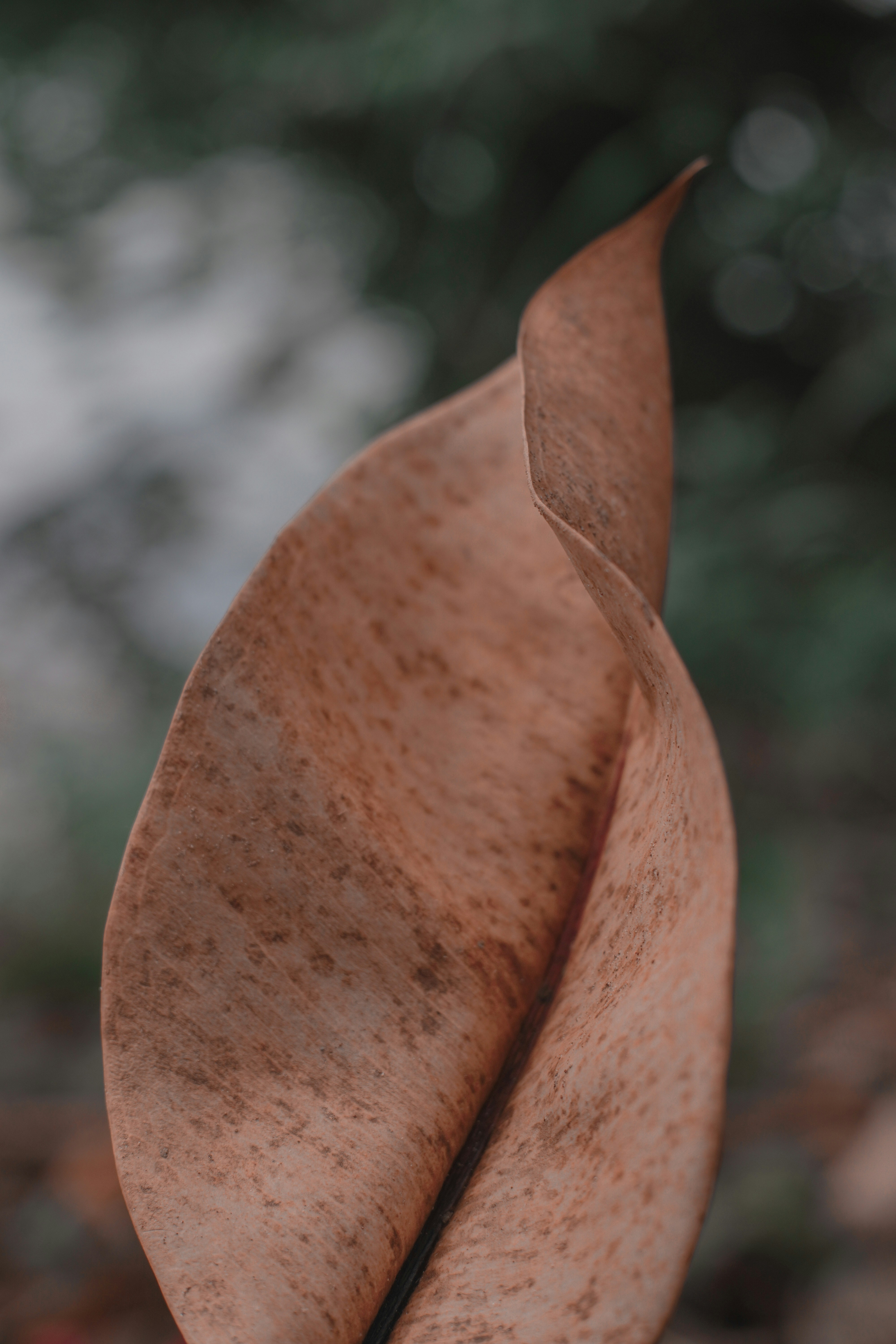 Curled Autumn Leaf: A Quiet Study in Texture and Tone